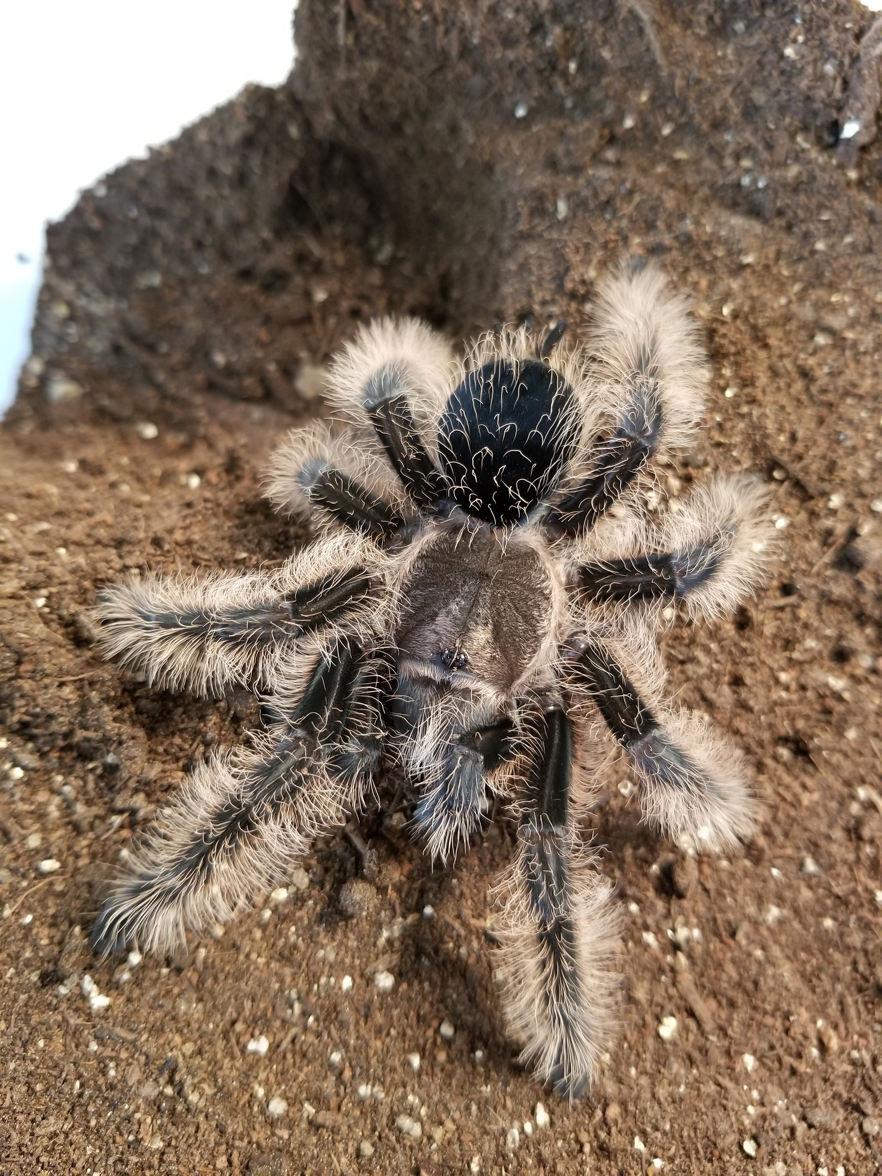 B. albopilosum | Tarantula Forum