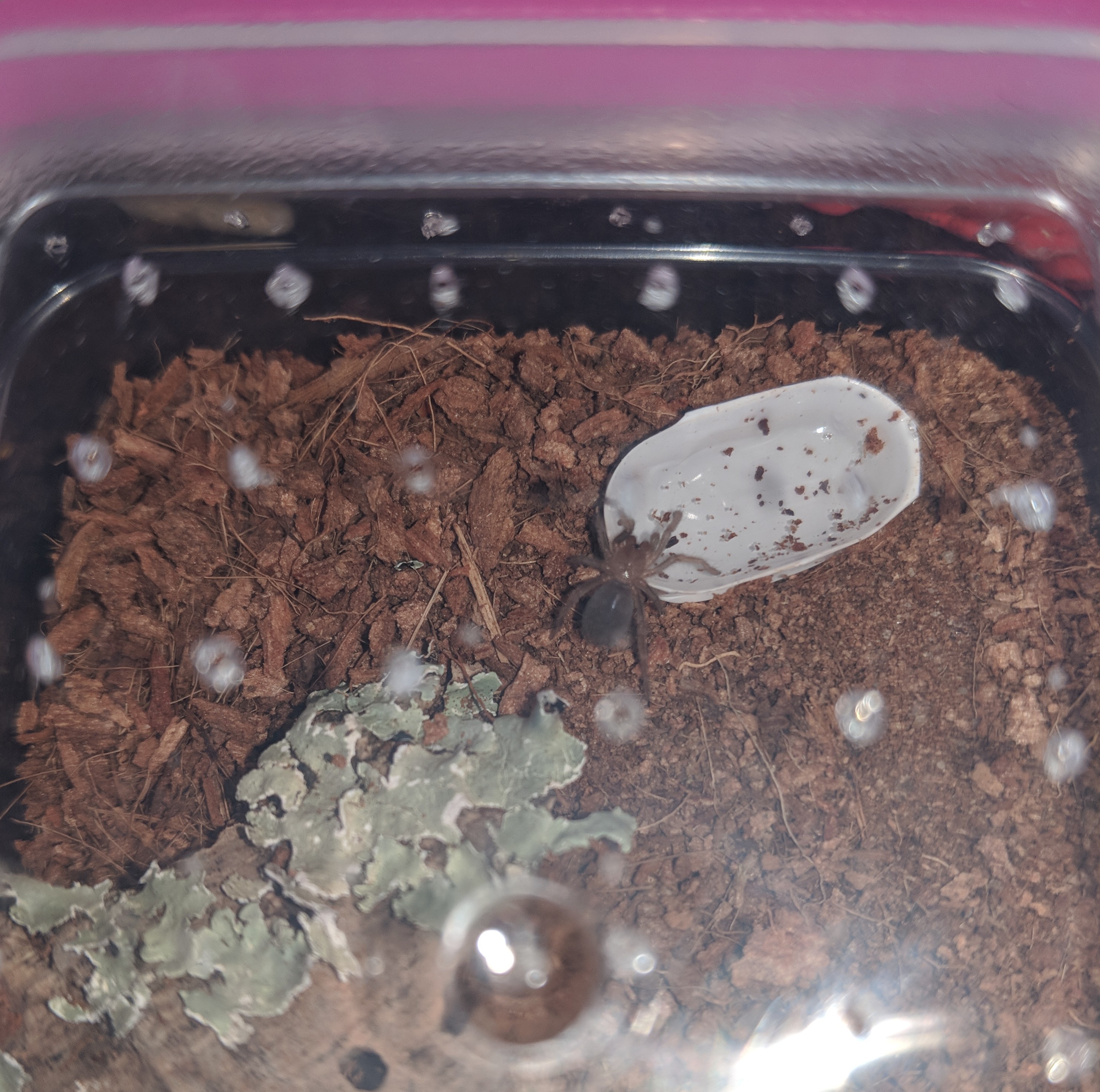 B.aratum~2.jpg | Tarantula Forum