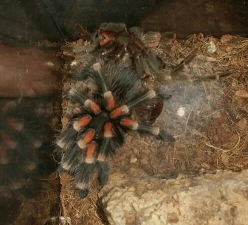 B.auratum just shed. | Tarantula Forum