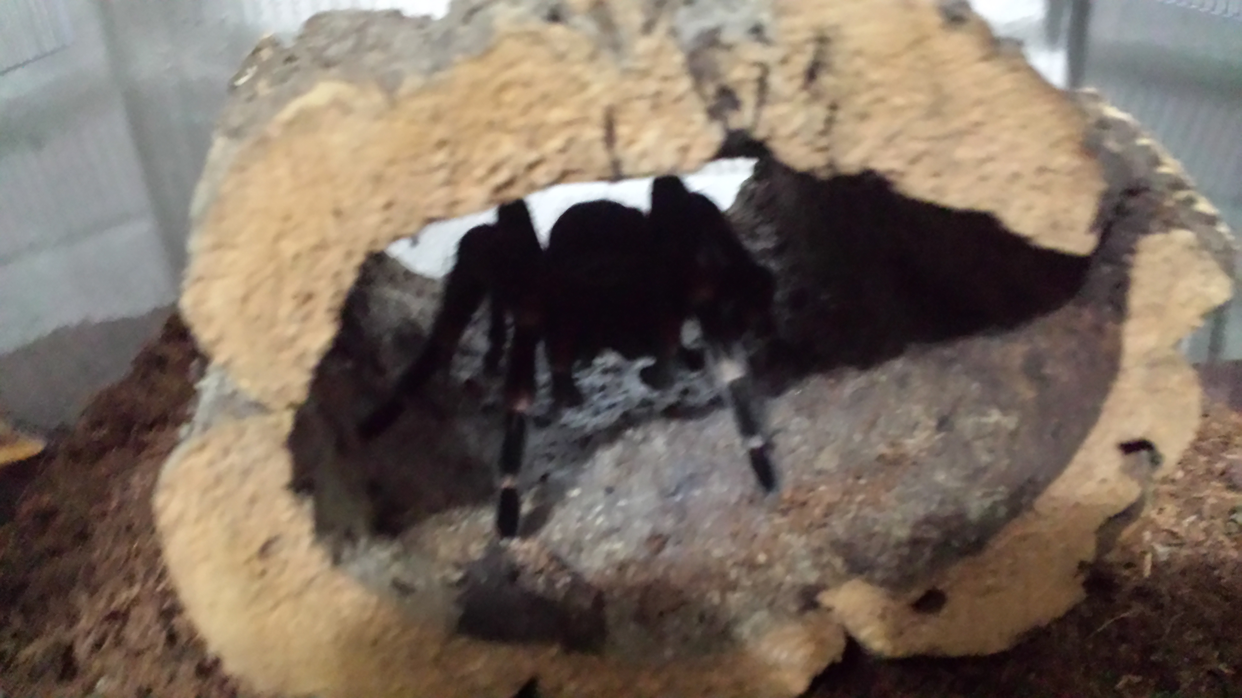 B. auratum | Tarantula Forum