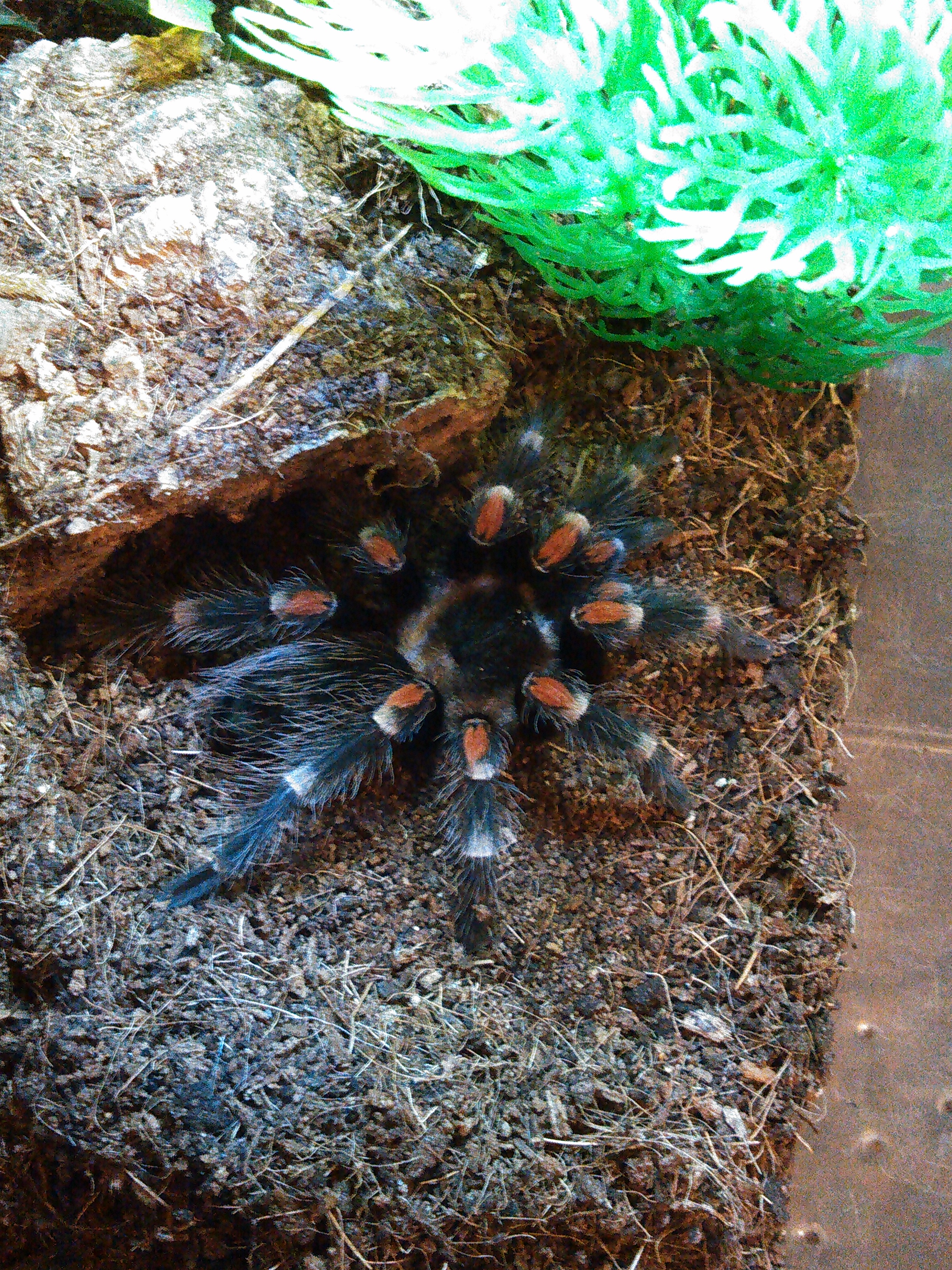 B.auratum | Tarantula Forum