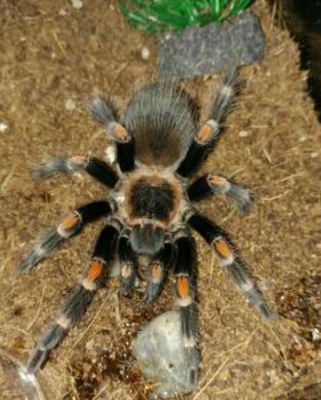B.auratum | Tarantula Forum