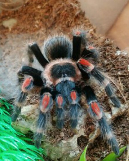 B.auratum | Tarantula Forum