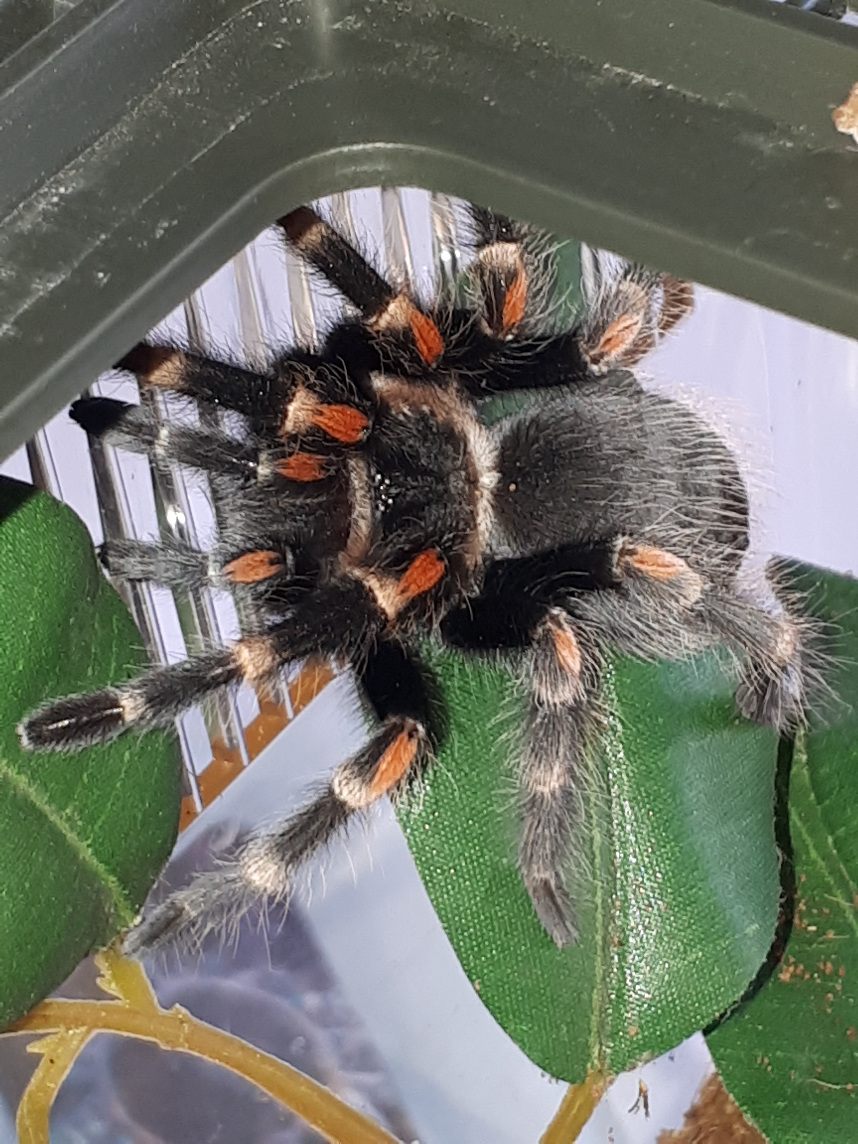 B auratum | Tarantula Forum