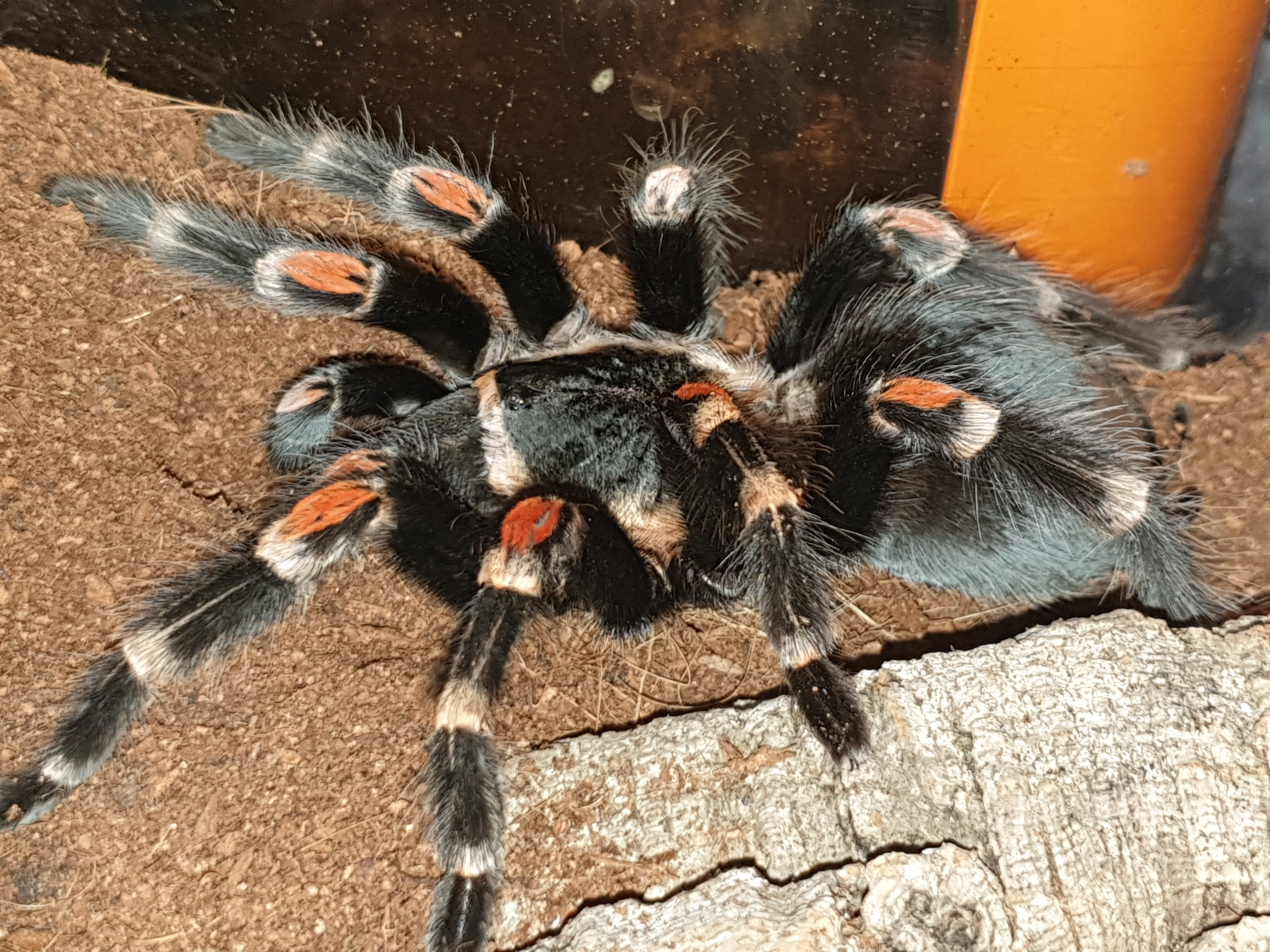 B auratum | Tarantula Forum