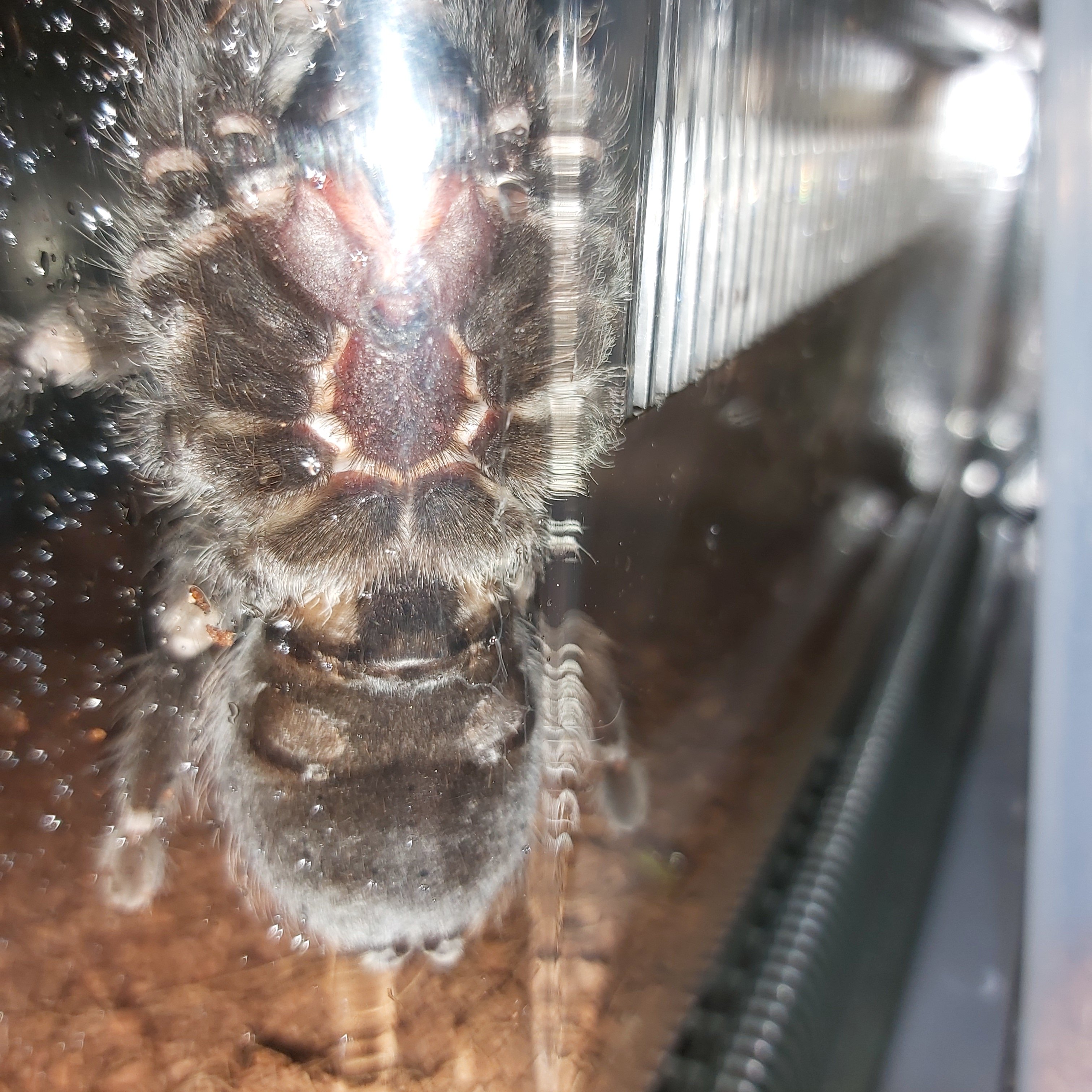 b auratum | Tarantula Forum