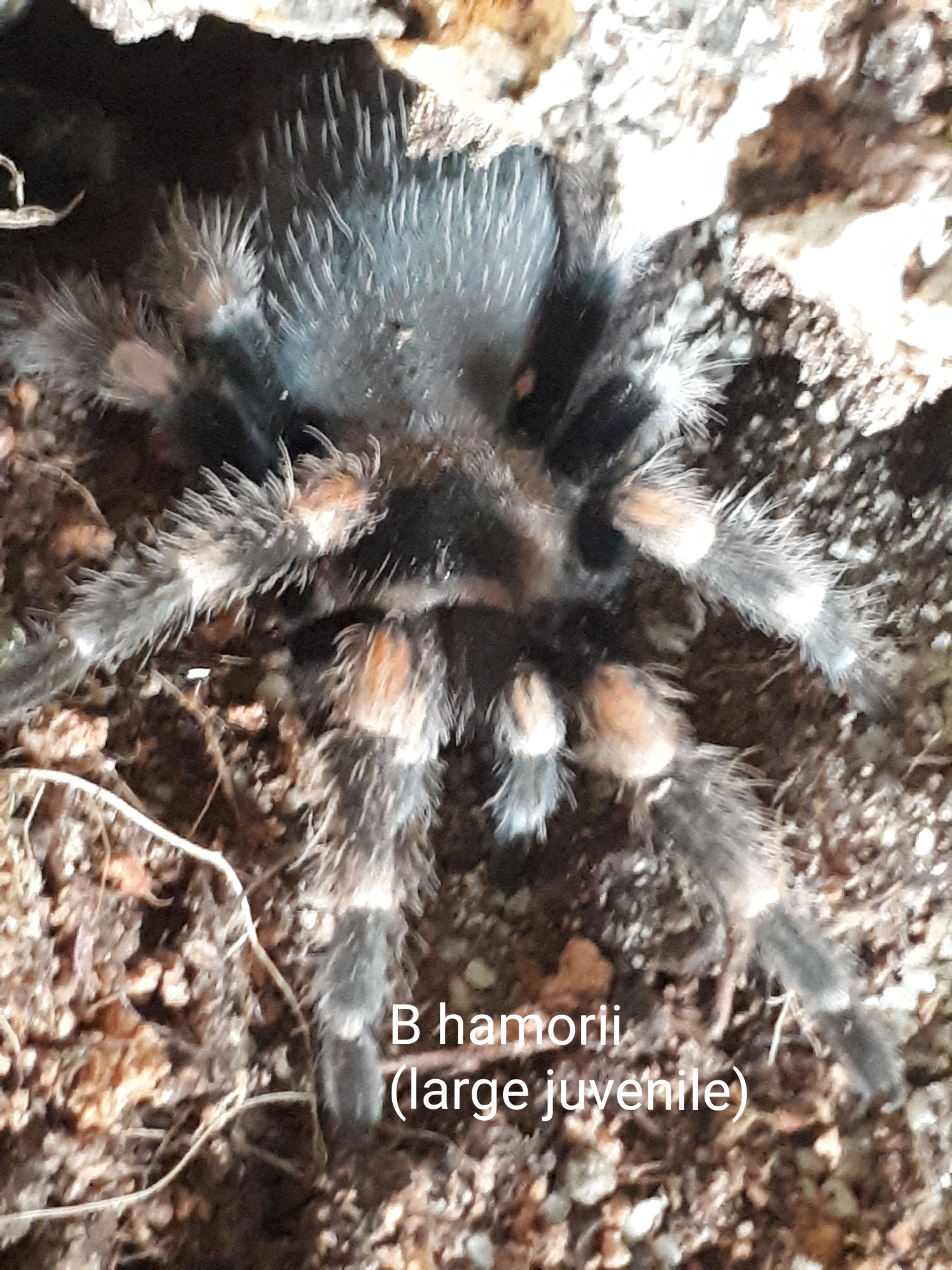 B hamorii | Tarantula Forum