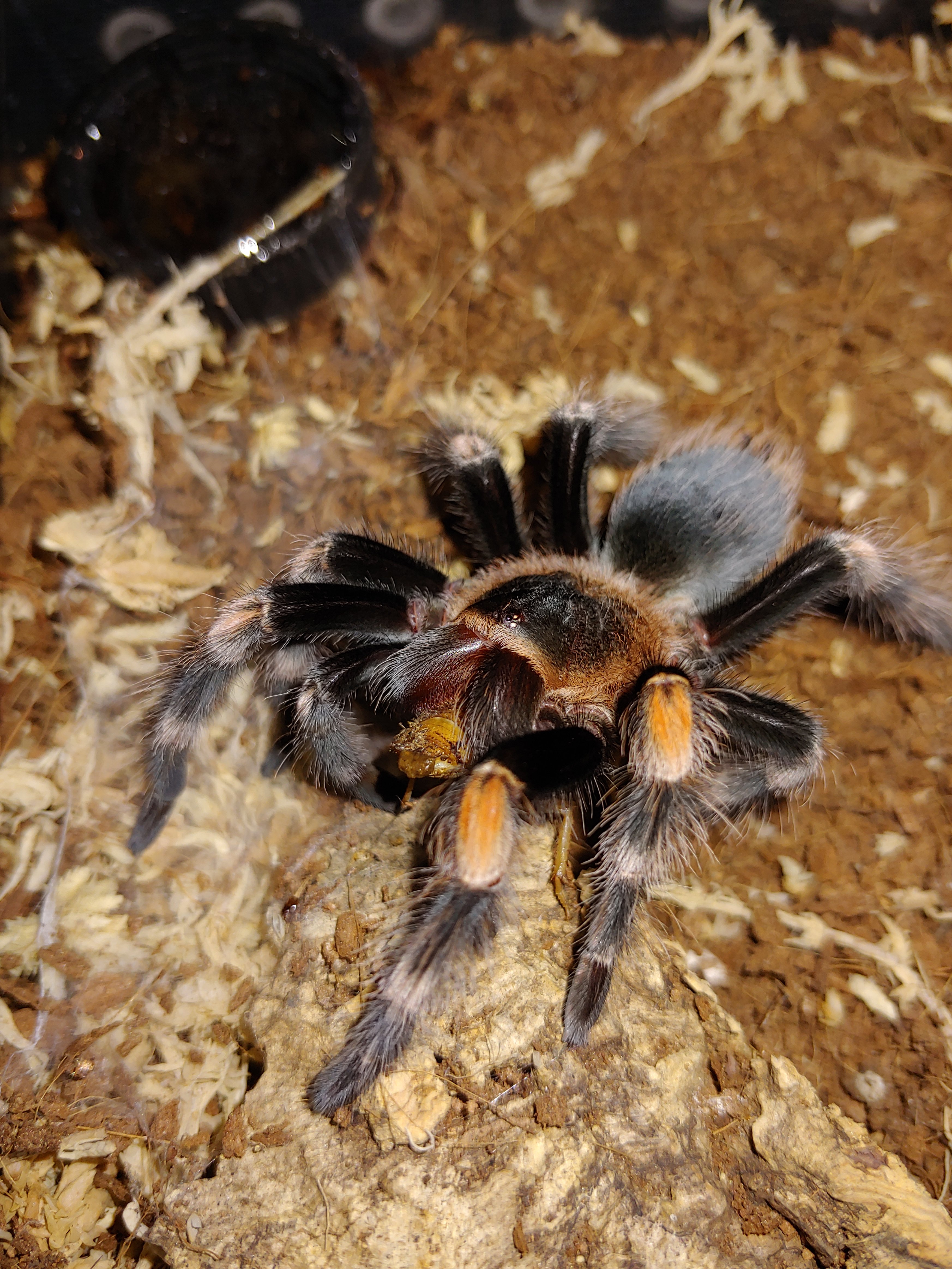 B.hamorii | Tarantula Forum