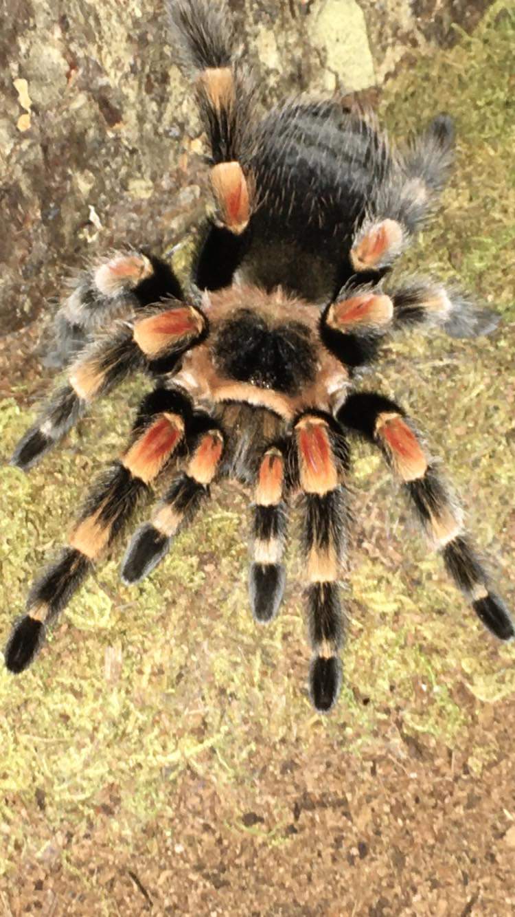 B hamorii | Tarantula Forum