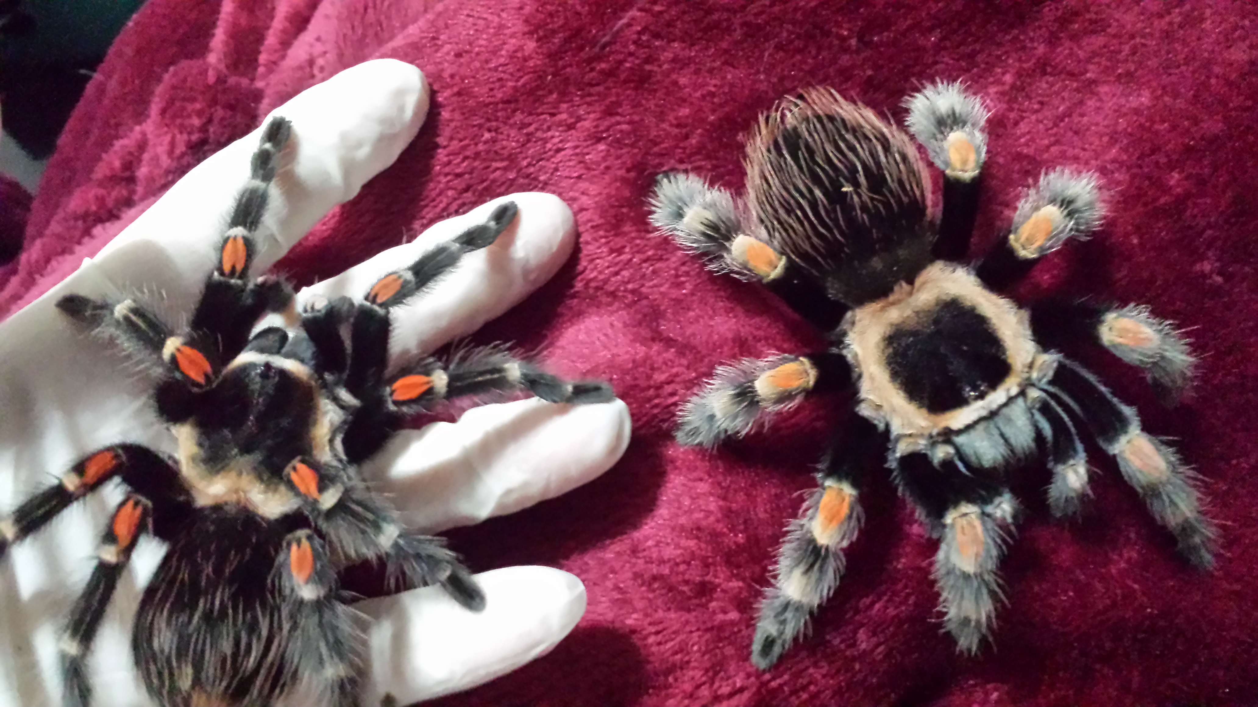 B. smithi & B. auratum | Tarantula Forum