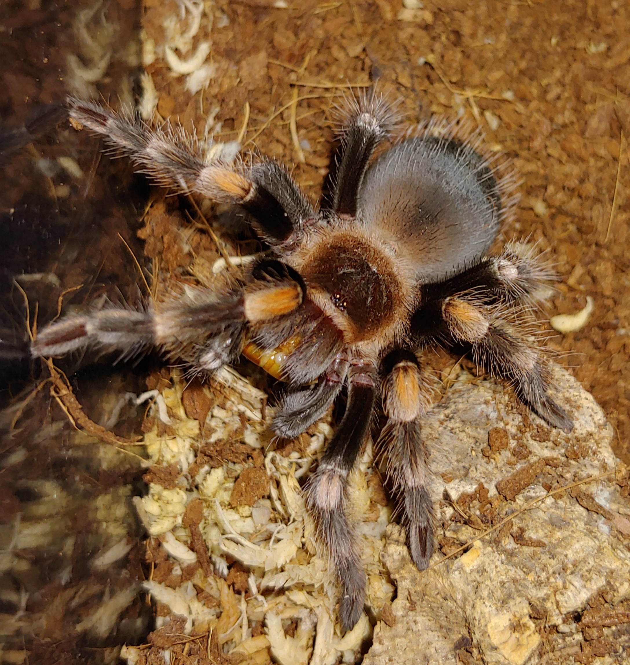 B.smithi(hamorii) | Tarantula Forum