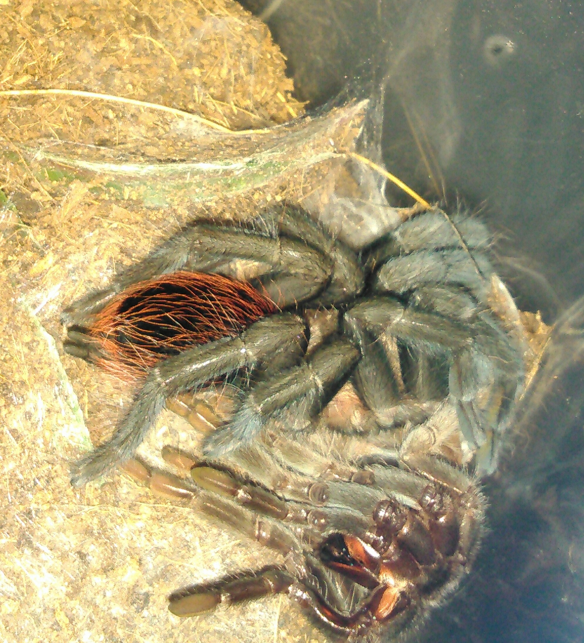 B.vagans freshly molted. | Tarantula Forum