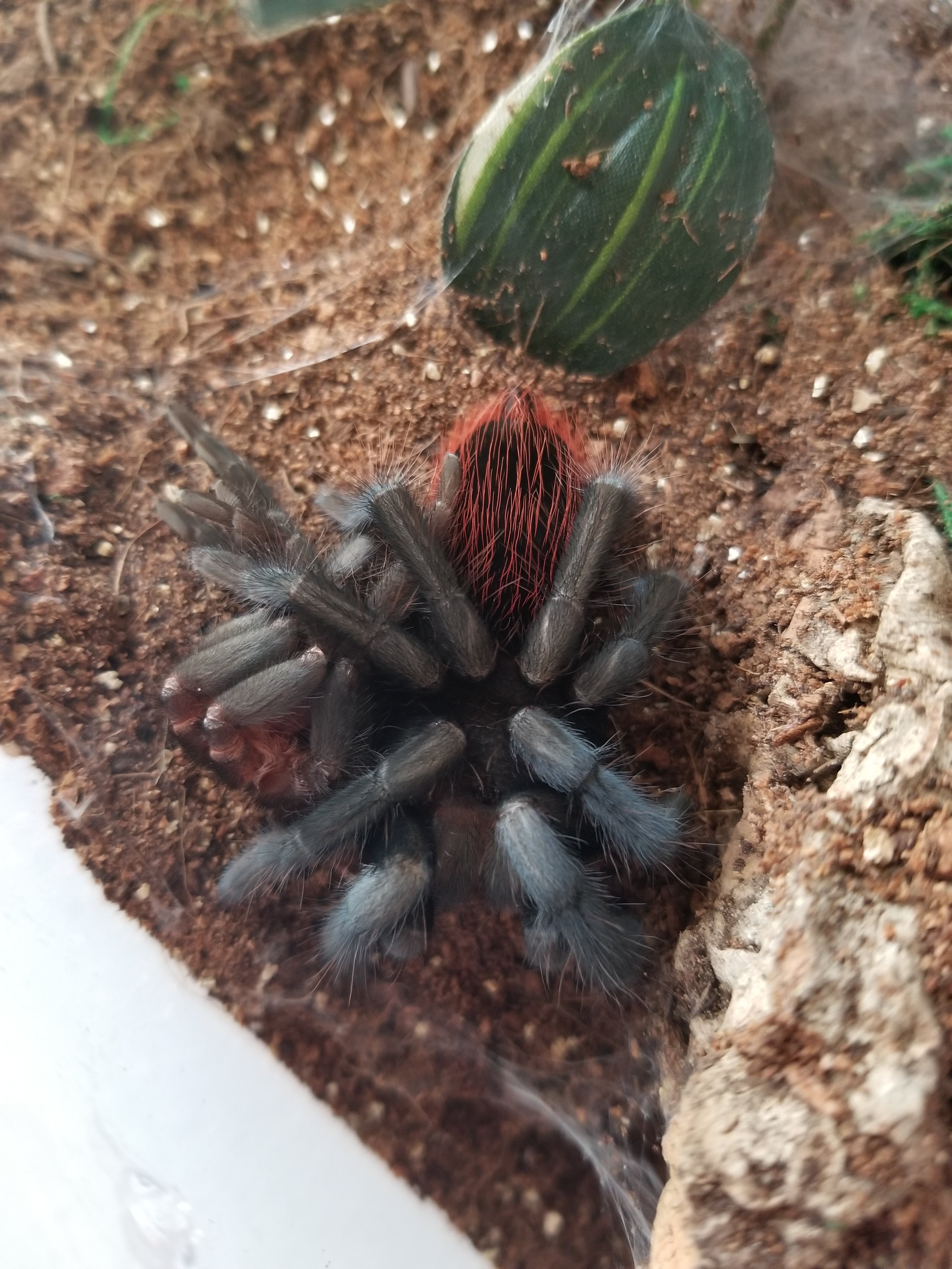 B.vagans nice and new :) | Tarantula Forum