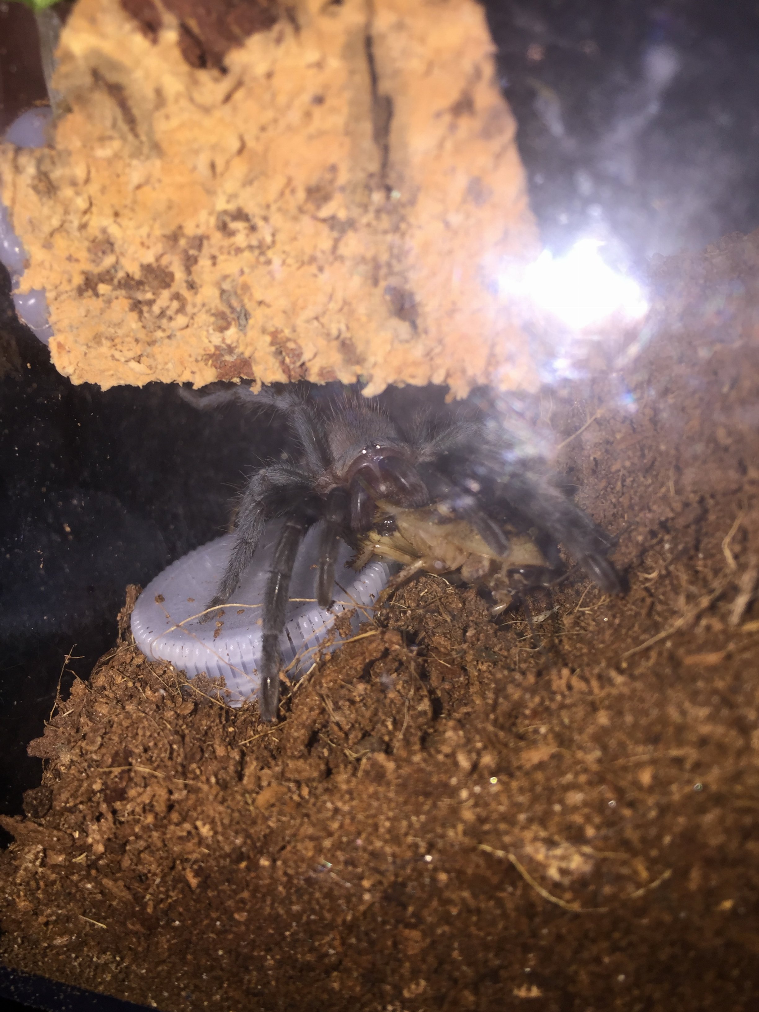 B.vagans | Tarantula Forum