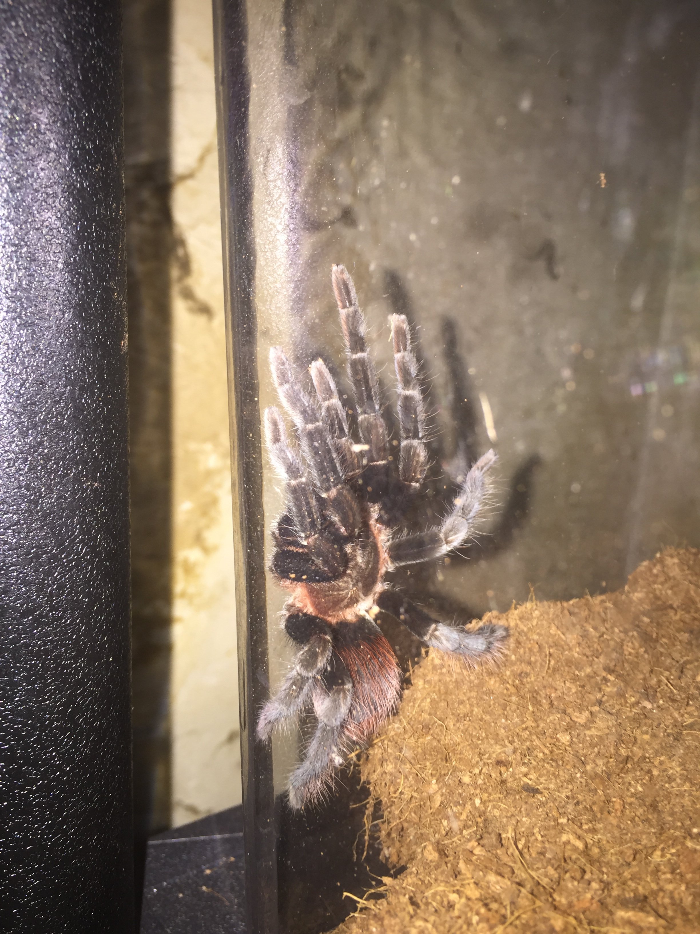 B.vagans | Tarantula Forum