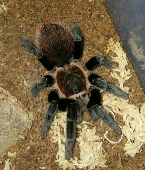 B.vagans | Tarantula Forum