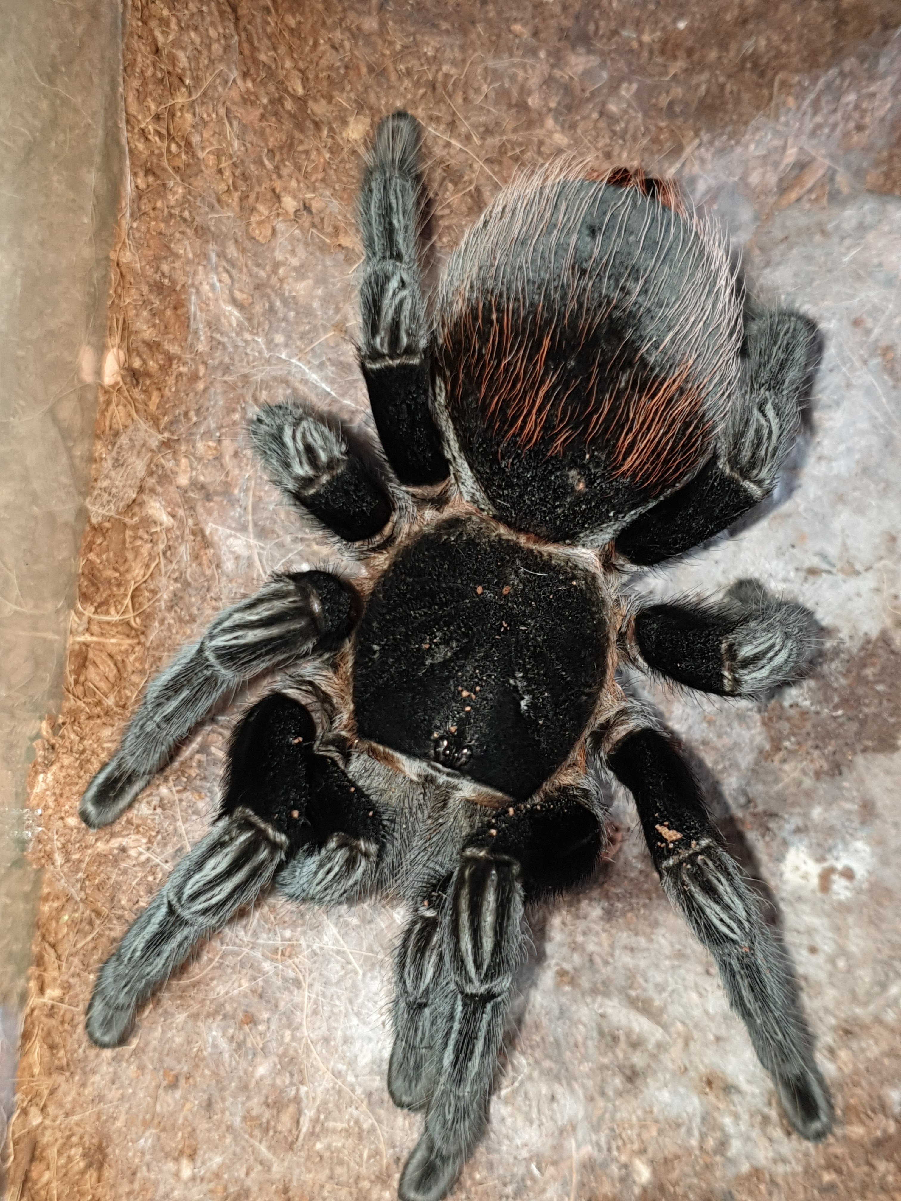 B vagans | Tarantula Forum