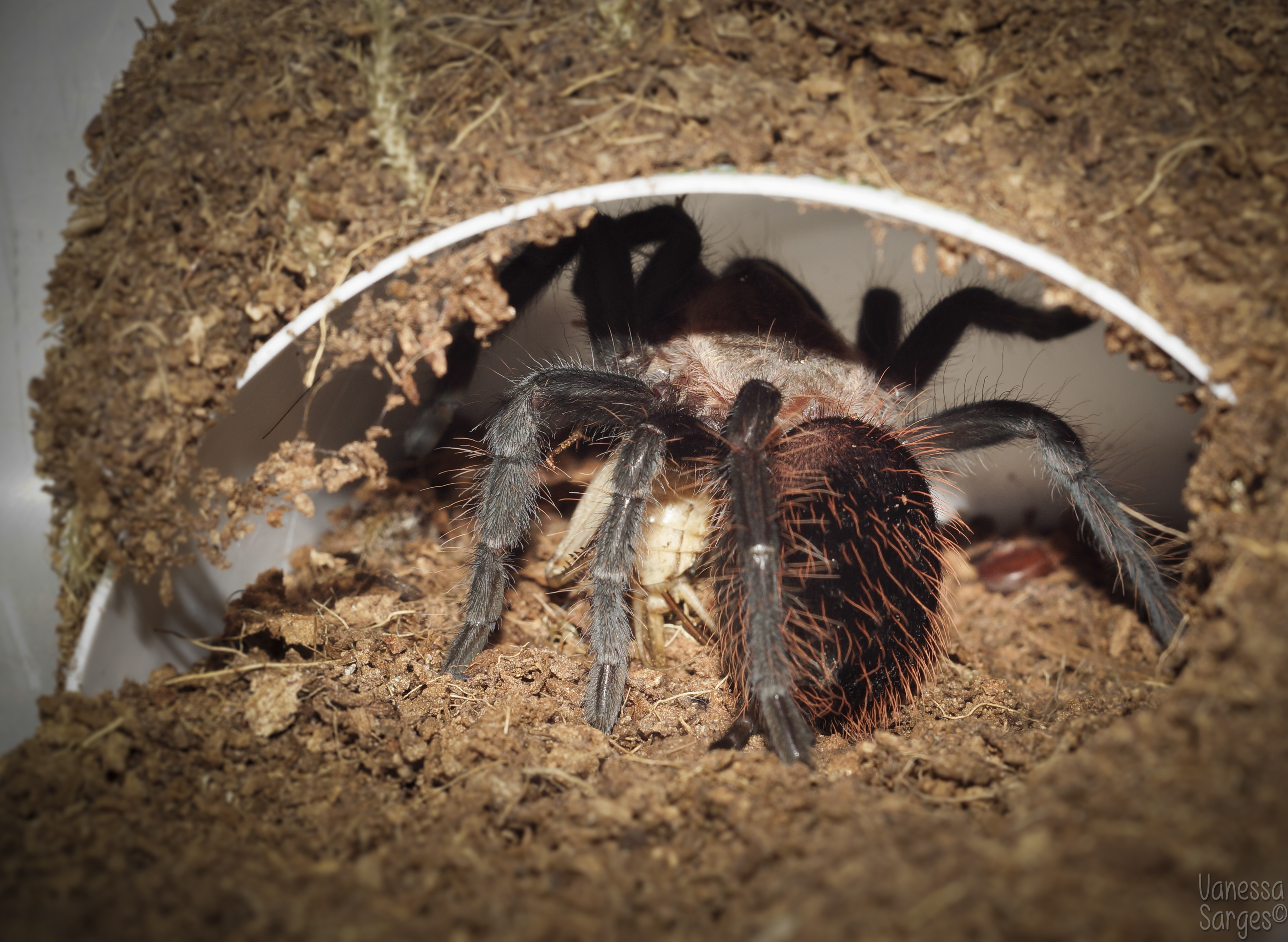 B. verdezi | Tarantula Forum