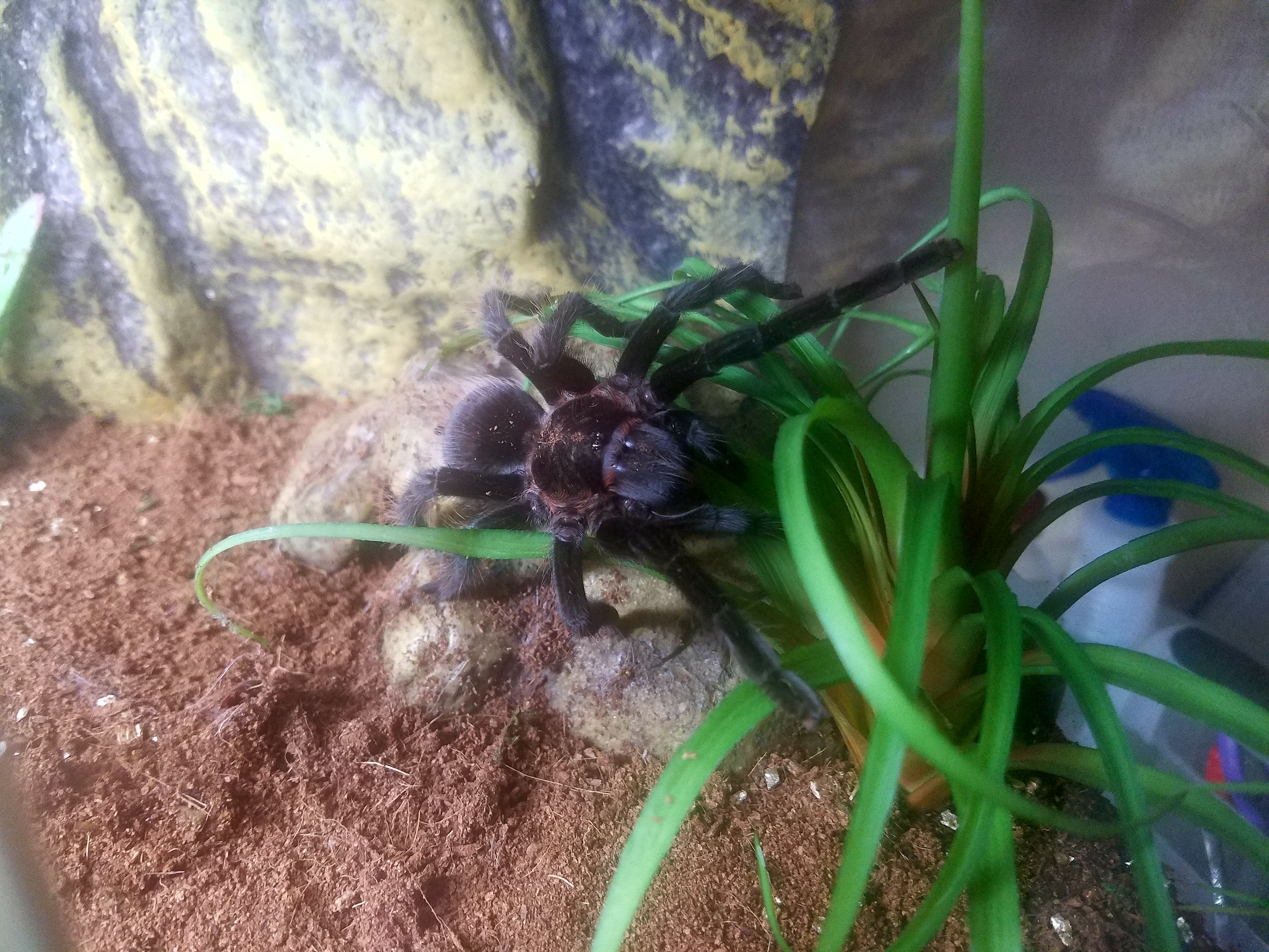 Beautiful Mommy | Tarantula Forum