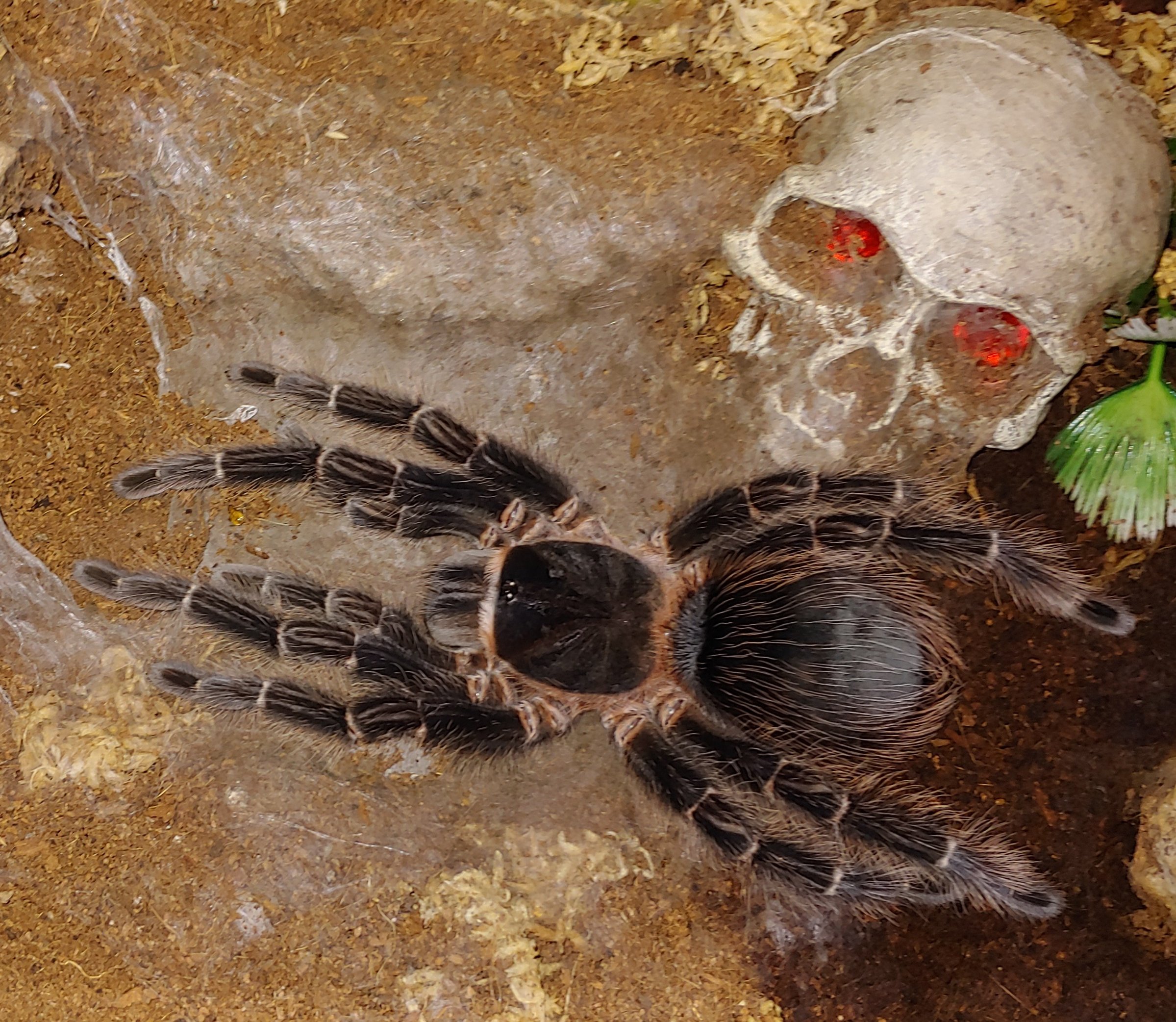 Big stretch | Tarantula Forum