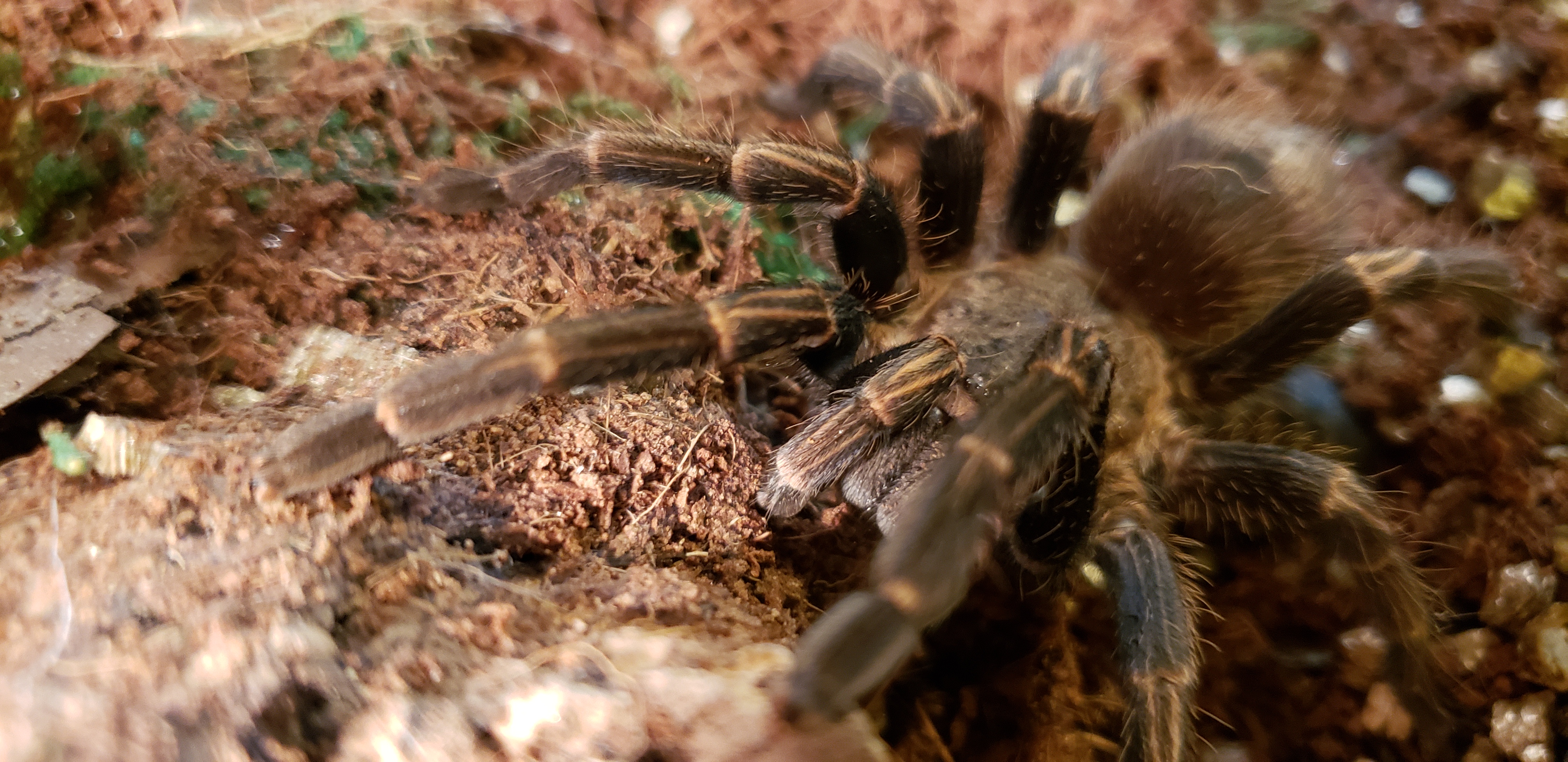 Blue birdeater | Tarantula Forum