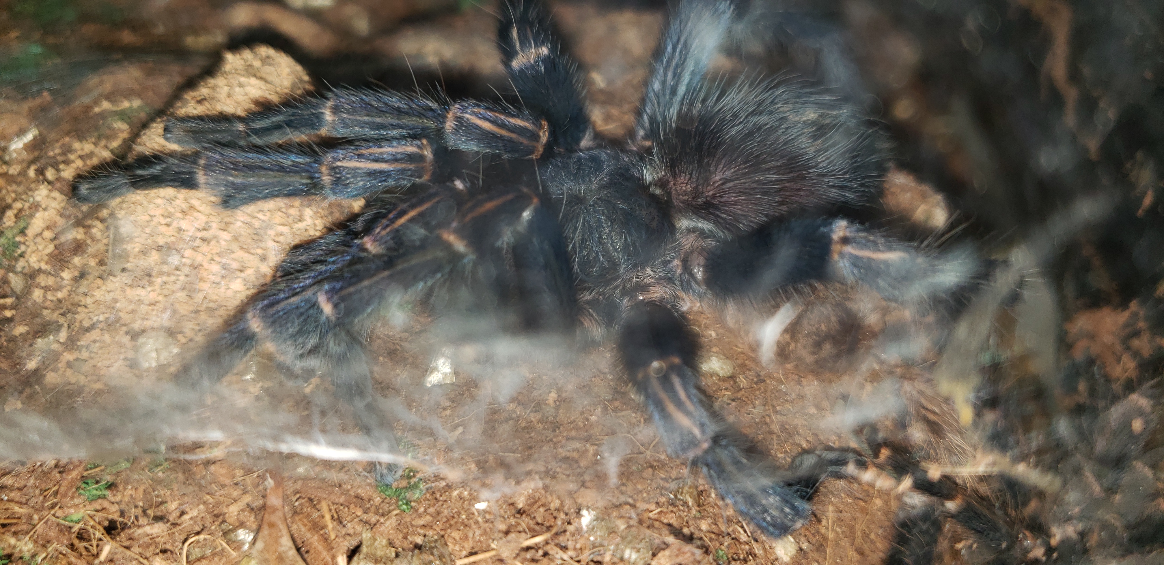 Blue birdeater | Tarantula Forum
