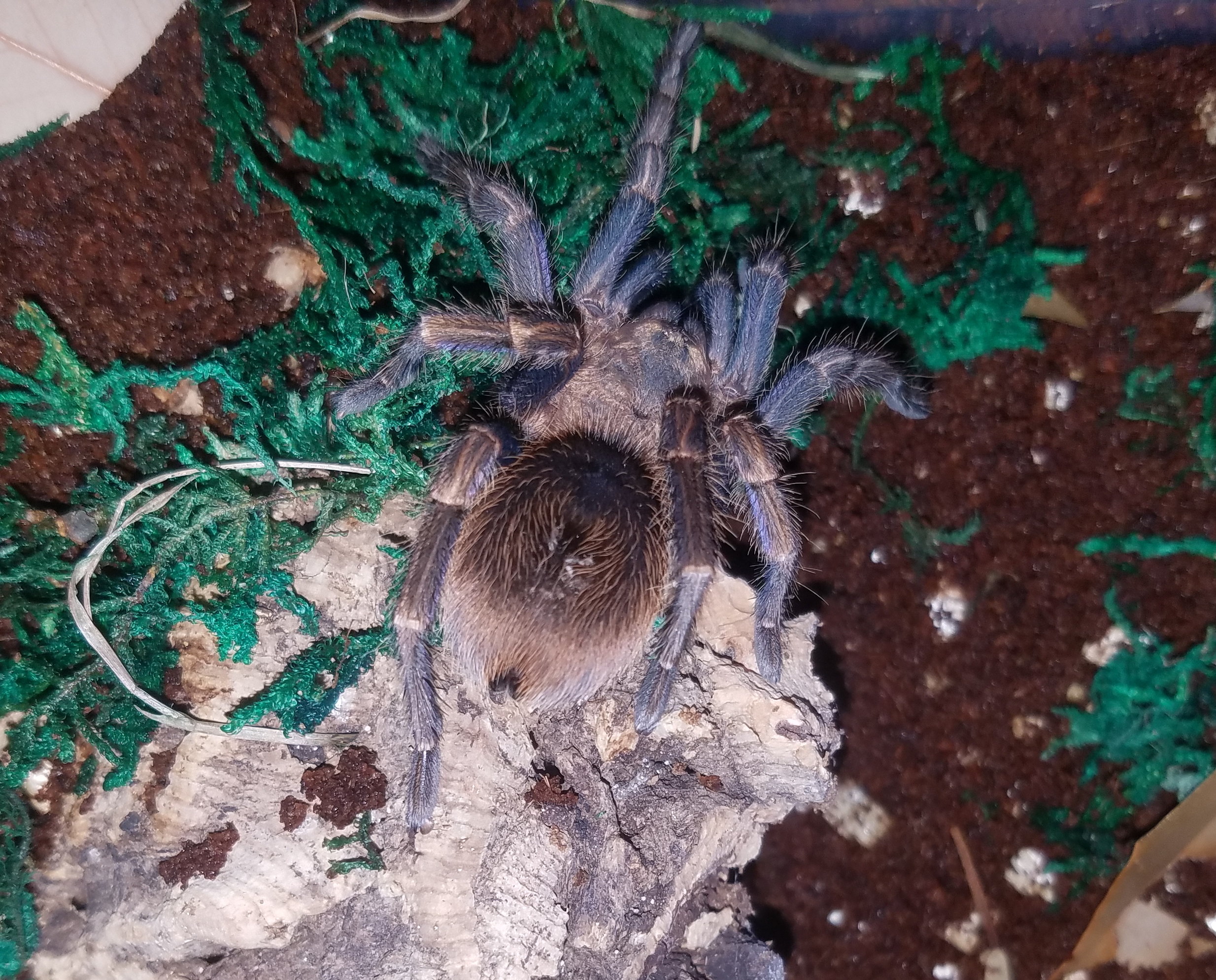 Blue lady... | Tarantula Forum