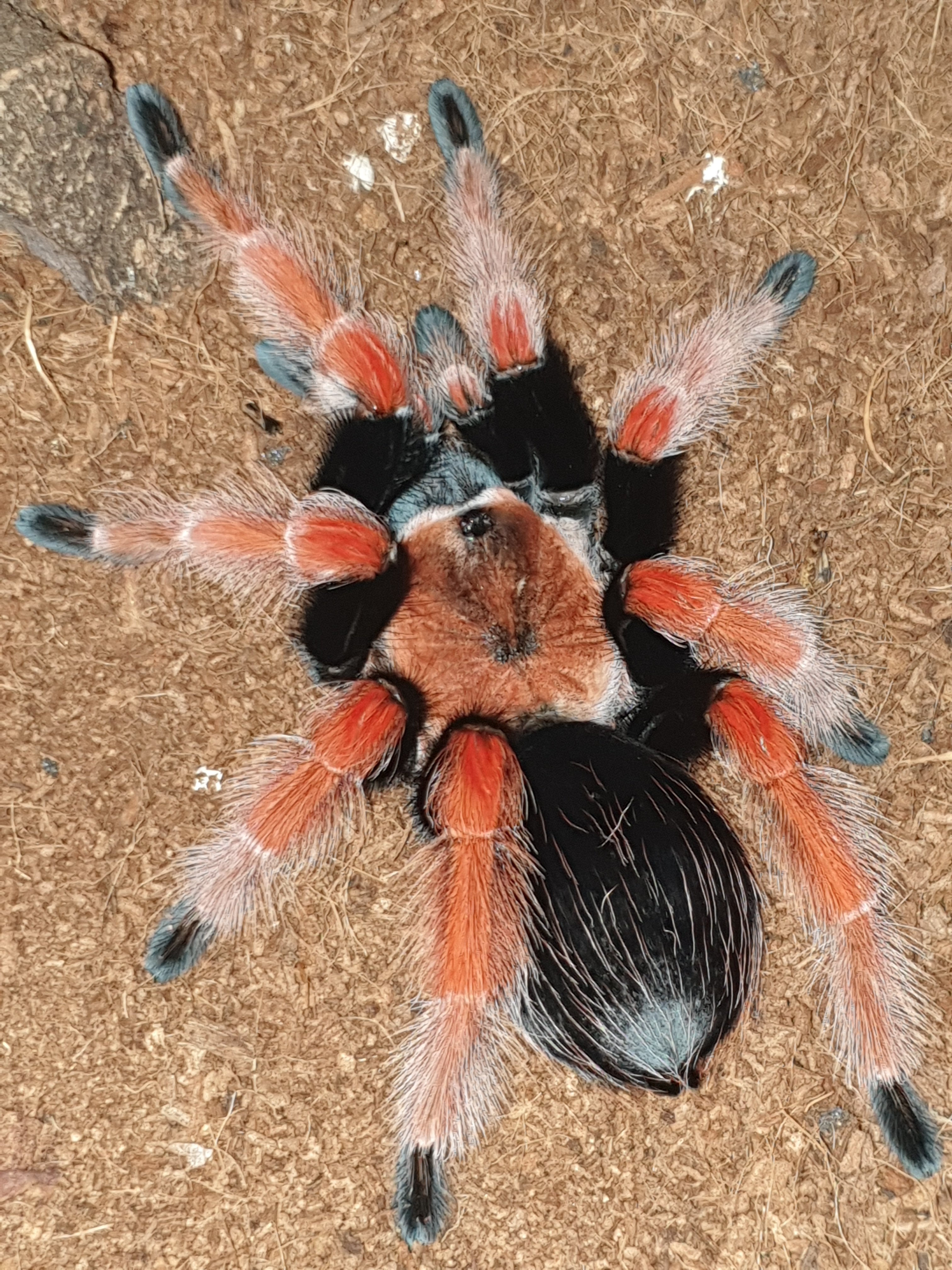 Brachy Pics - B boheimi (AF) | Tarantula Forum