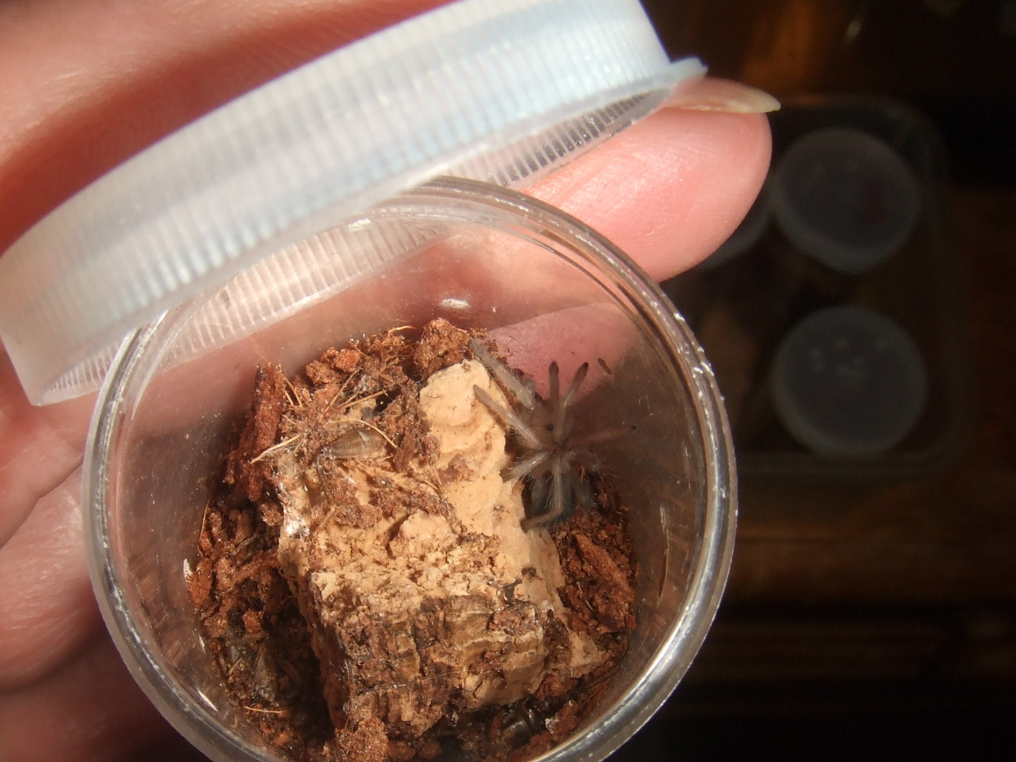 Brachypelma albiceps - Puebla | Tarantula Forum