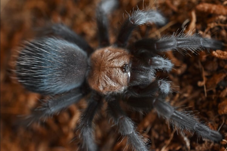 Brachypelma albiceps. | Tarantula Forum