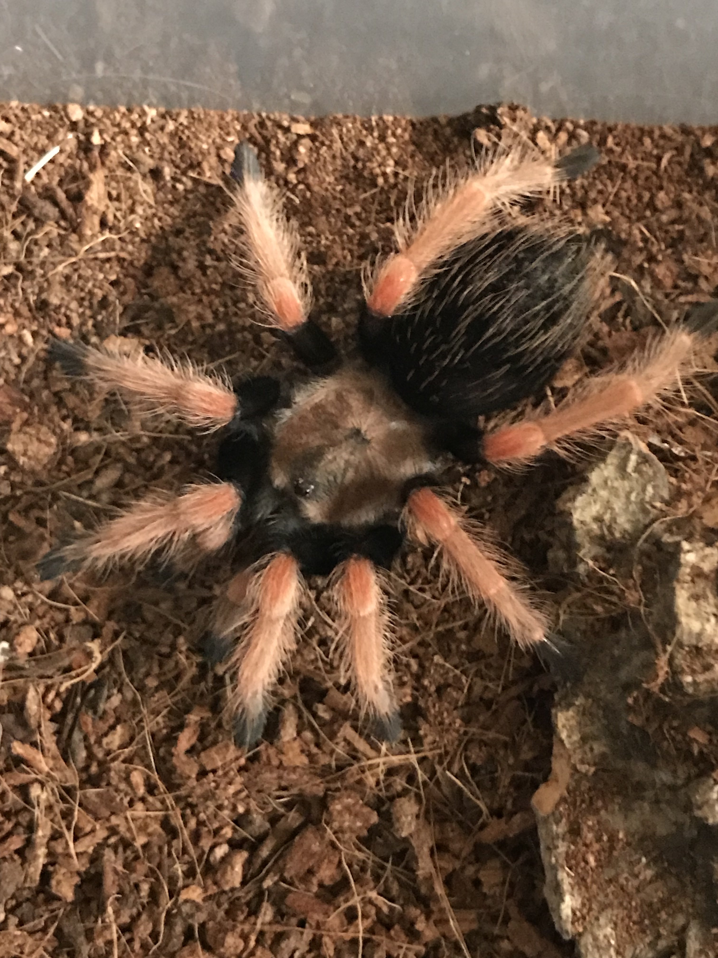 Brachypelma boehmei | Tarantula Forum