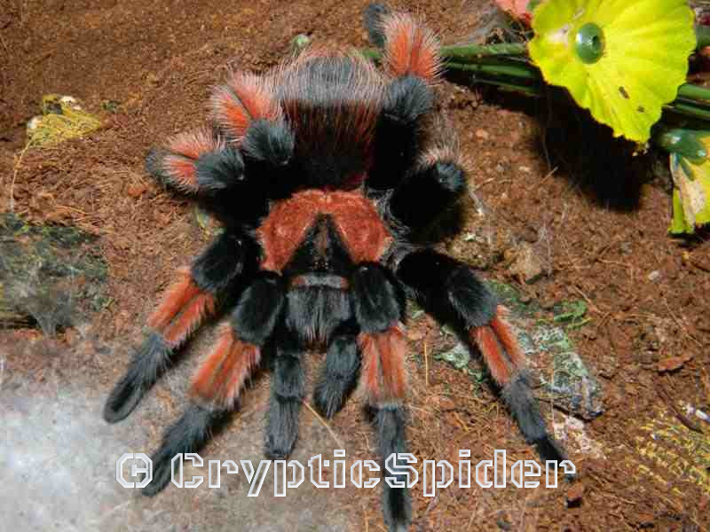 Brachypelma emilia | Tarantula Forum