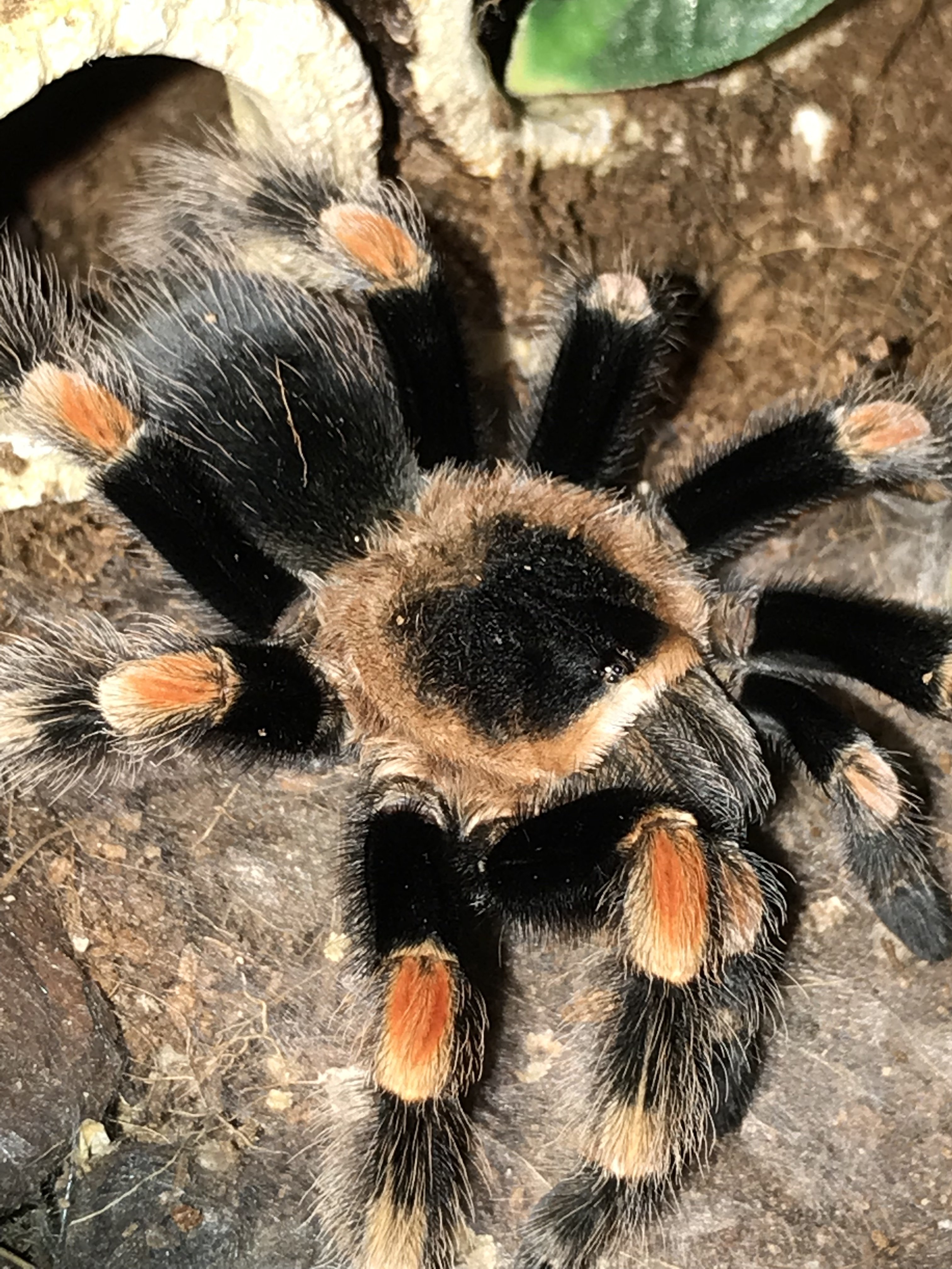 Brachypelma Smithi | Tarantula Forum