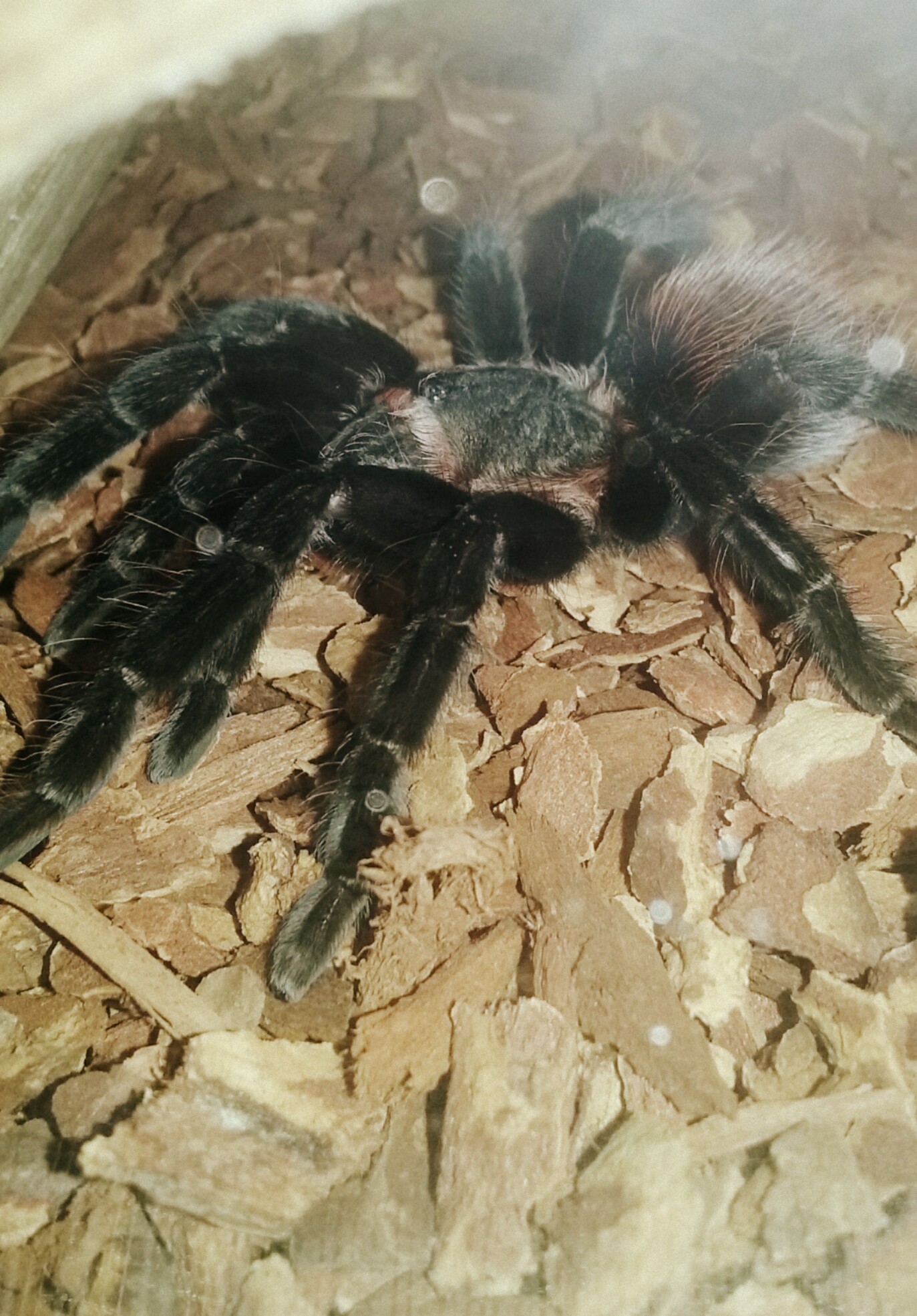 brachypelma vagans (mexican red rump) | Tarantula Forum