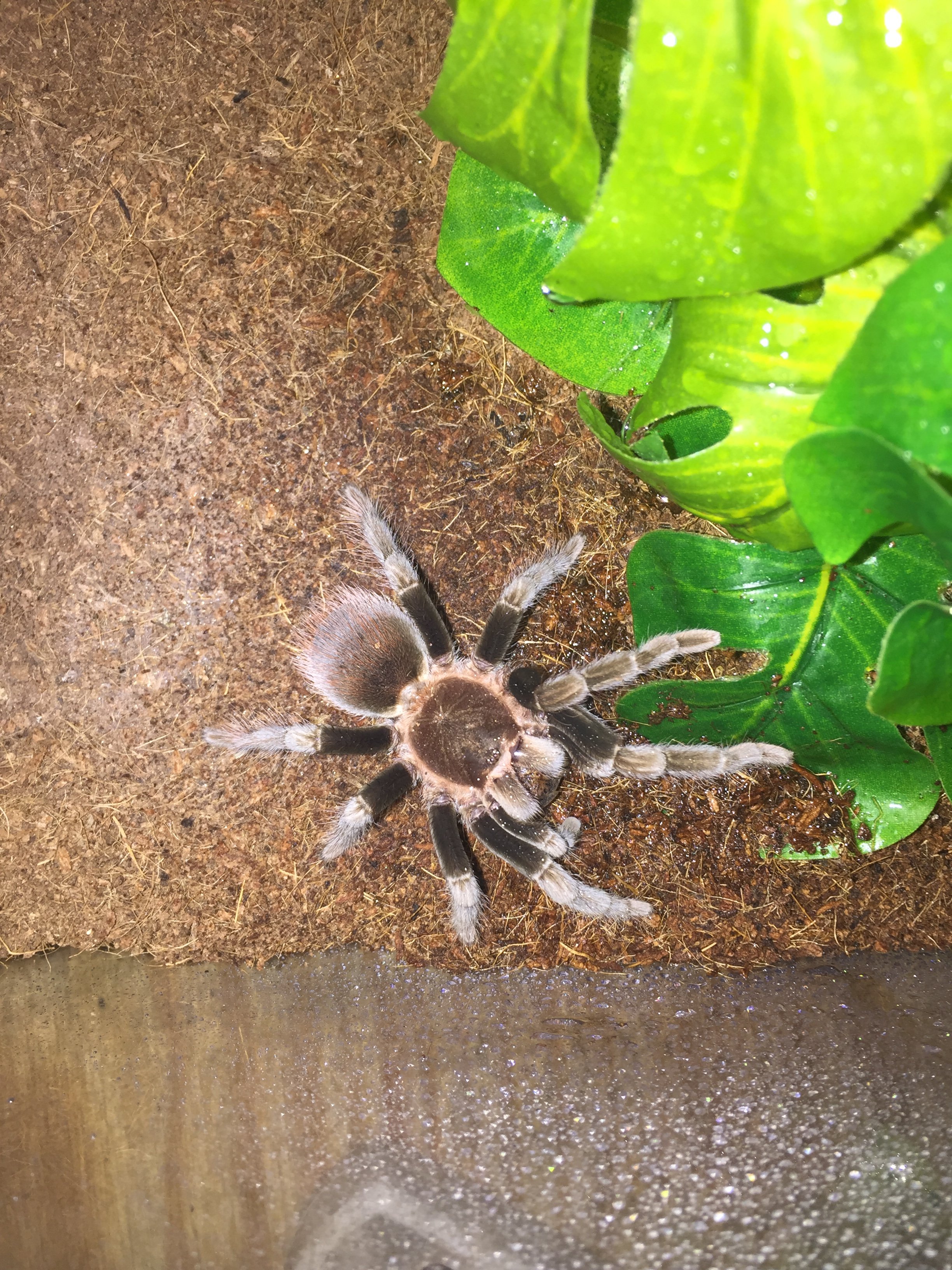 Brachypelma vagans | Tarantula Forum