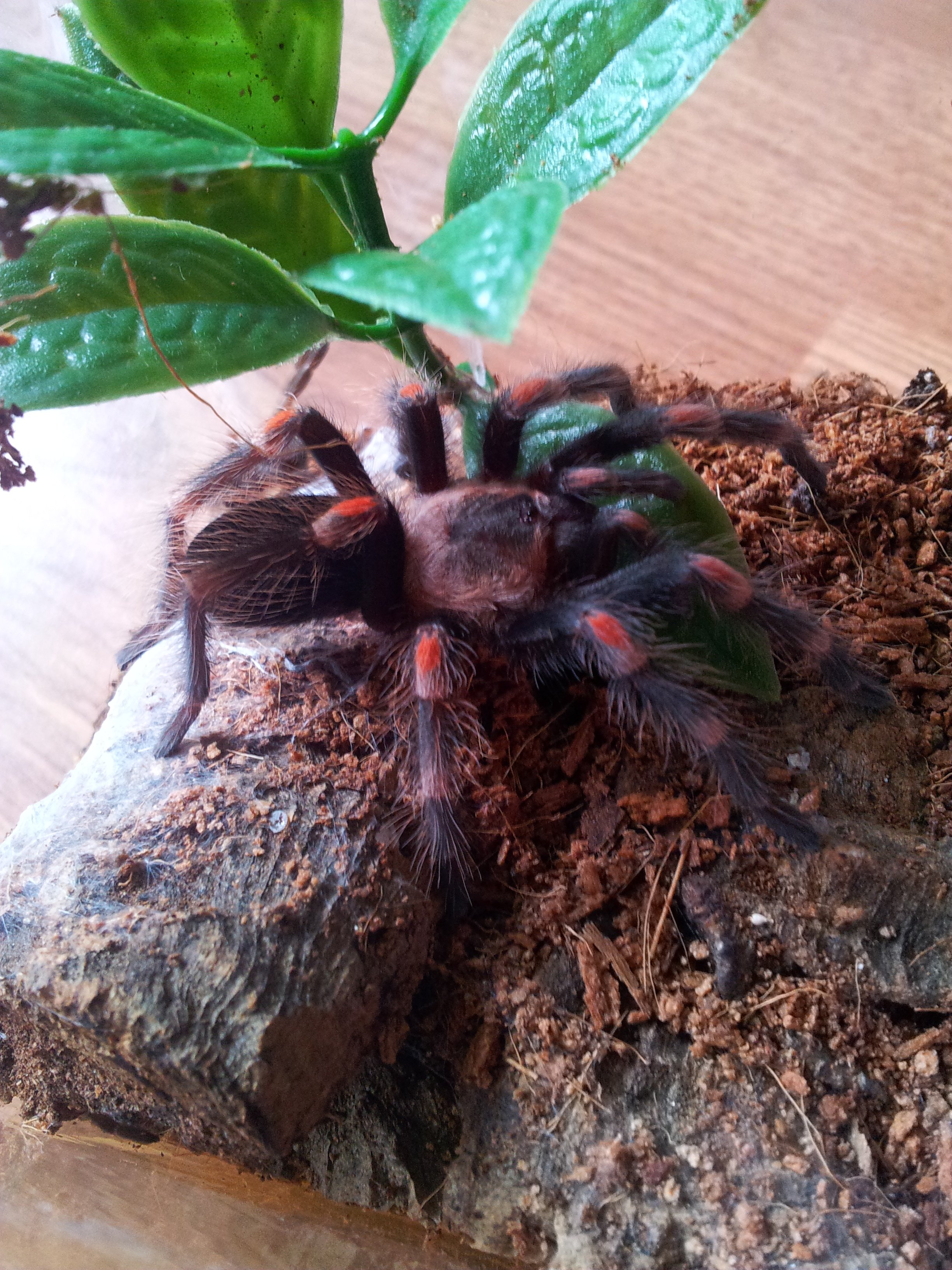 Burrito.........Brachypelma auratum | Tarantula Forum