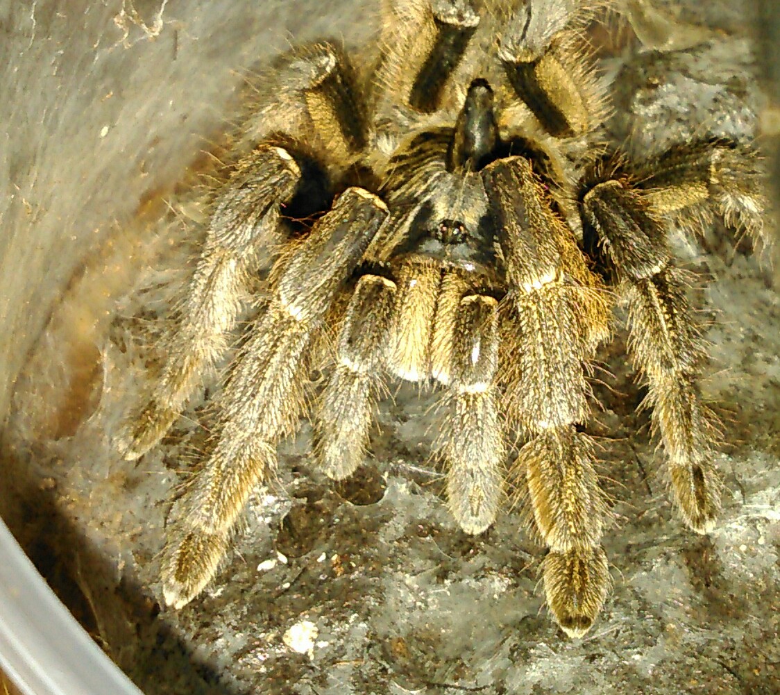 C.marshalli | Tarantula Forum