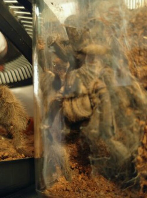 C.marshalli | Tarantula Forum