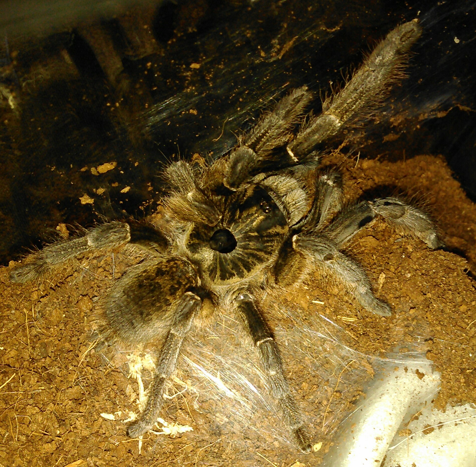 C.marshalli | Tarantula Forum