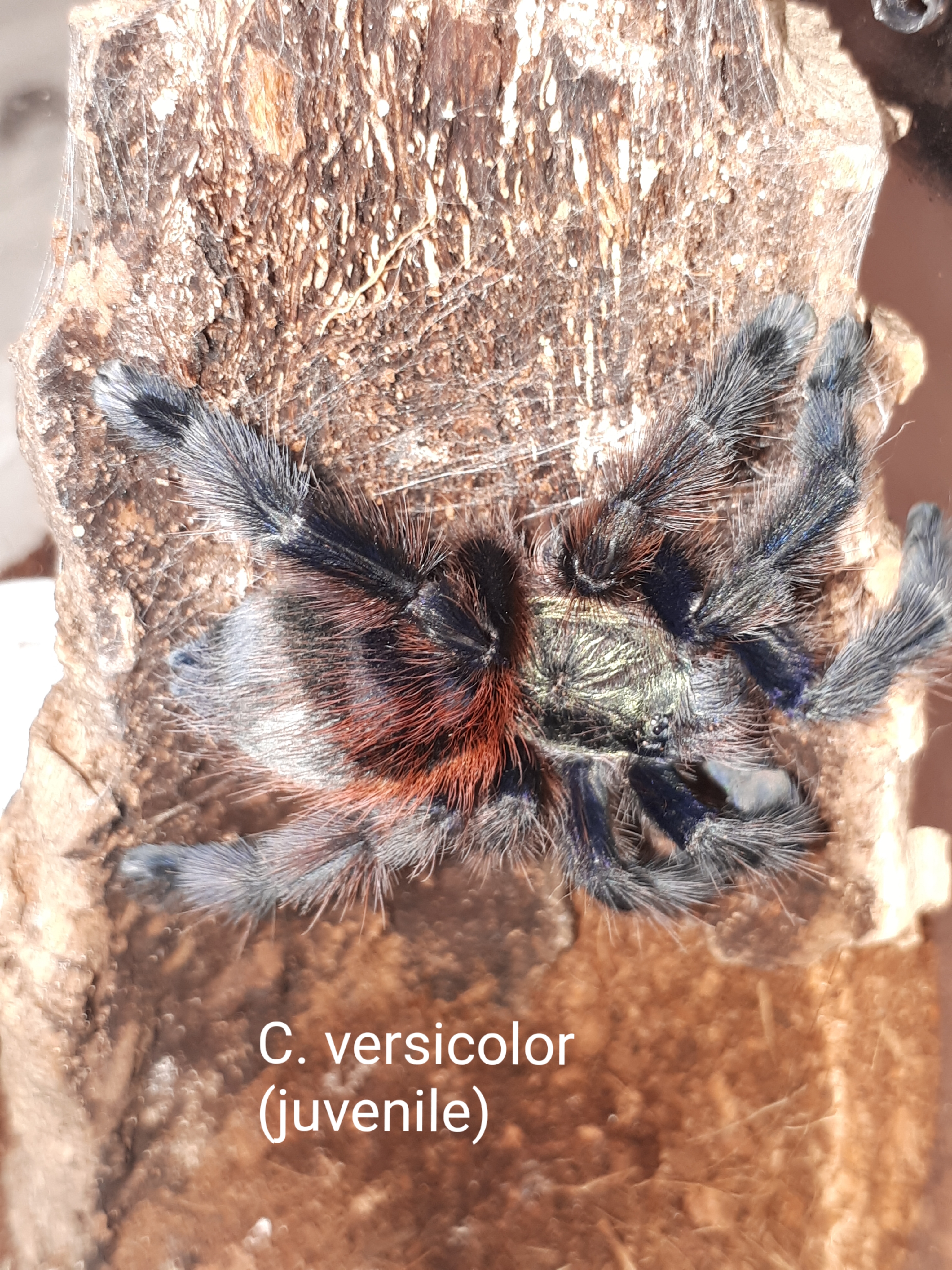 C versi (juvie) | Tarantula Forum