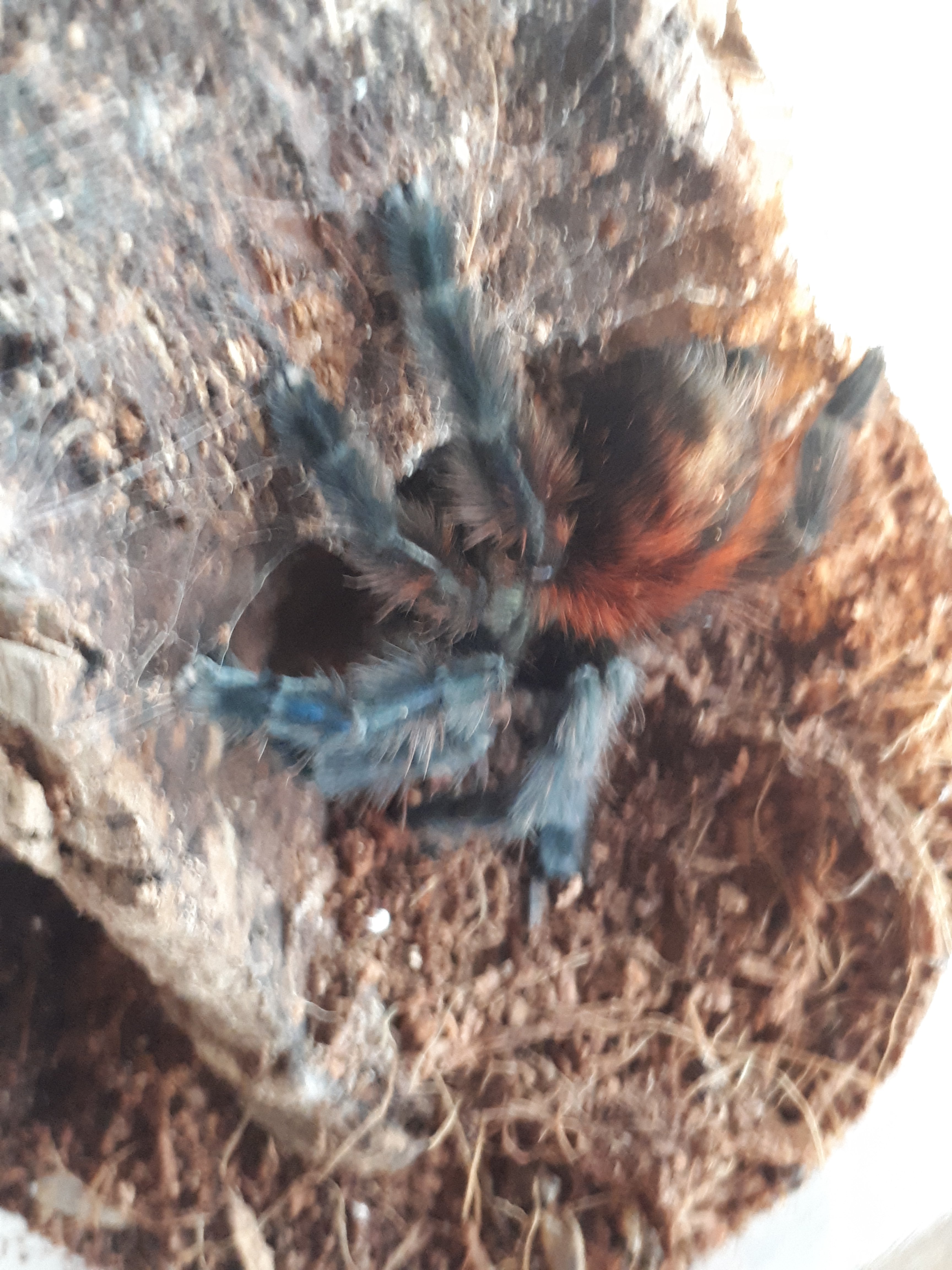 C versi (small juvenile) | Tarantula Forum