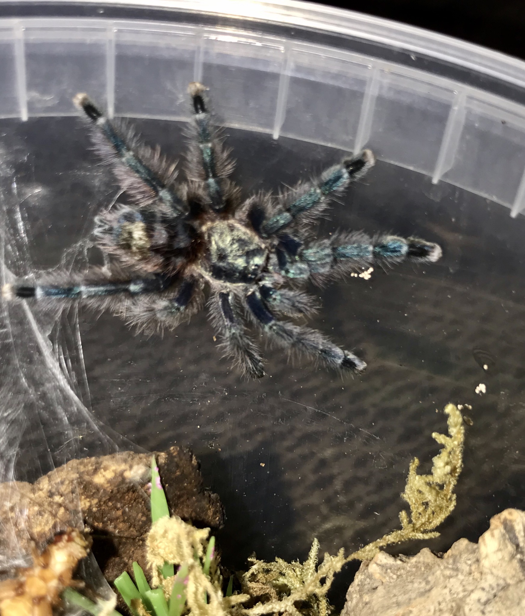 C. Versicolor | Tarantula Forum
