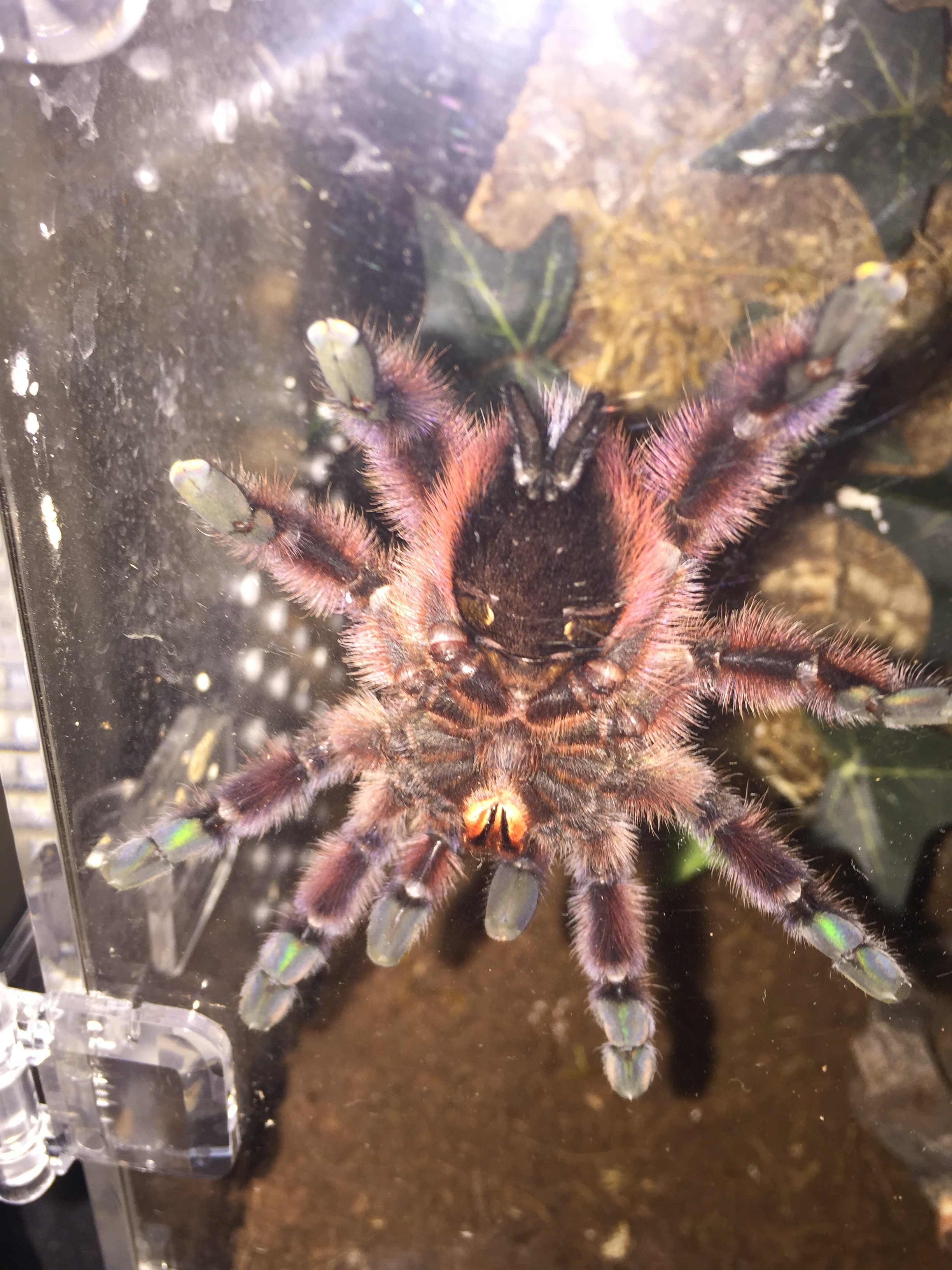 C versicolor | Tarantula Forum
