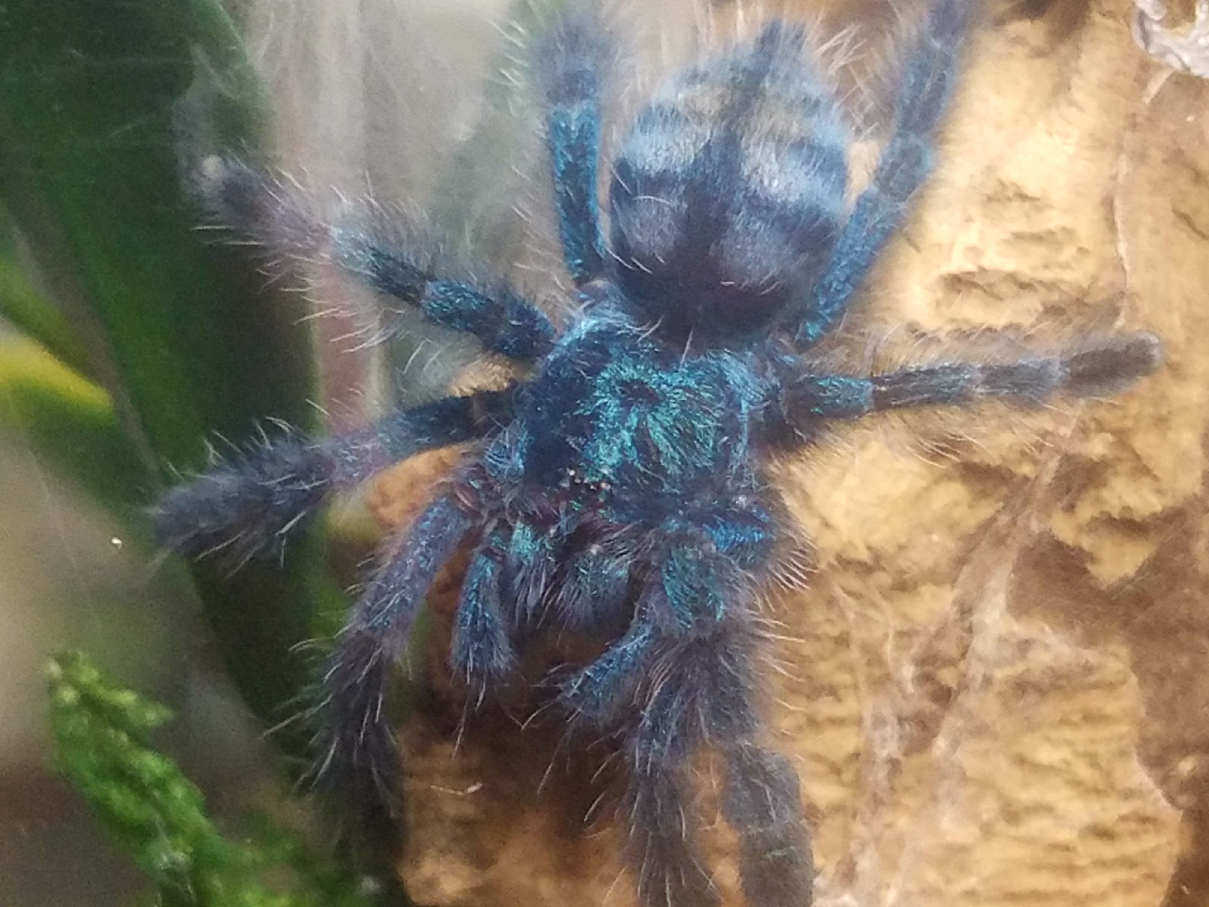 C. Versicolor | Tarantula Forum