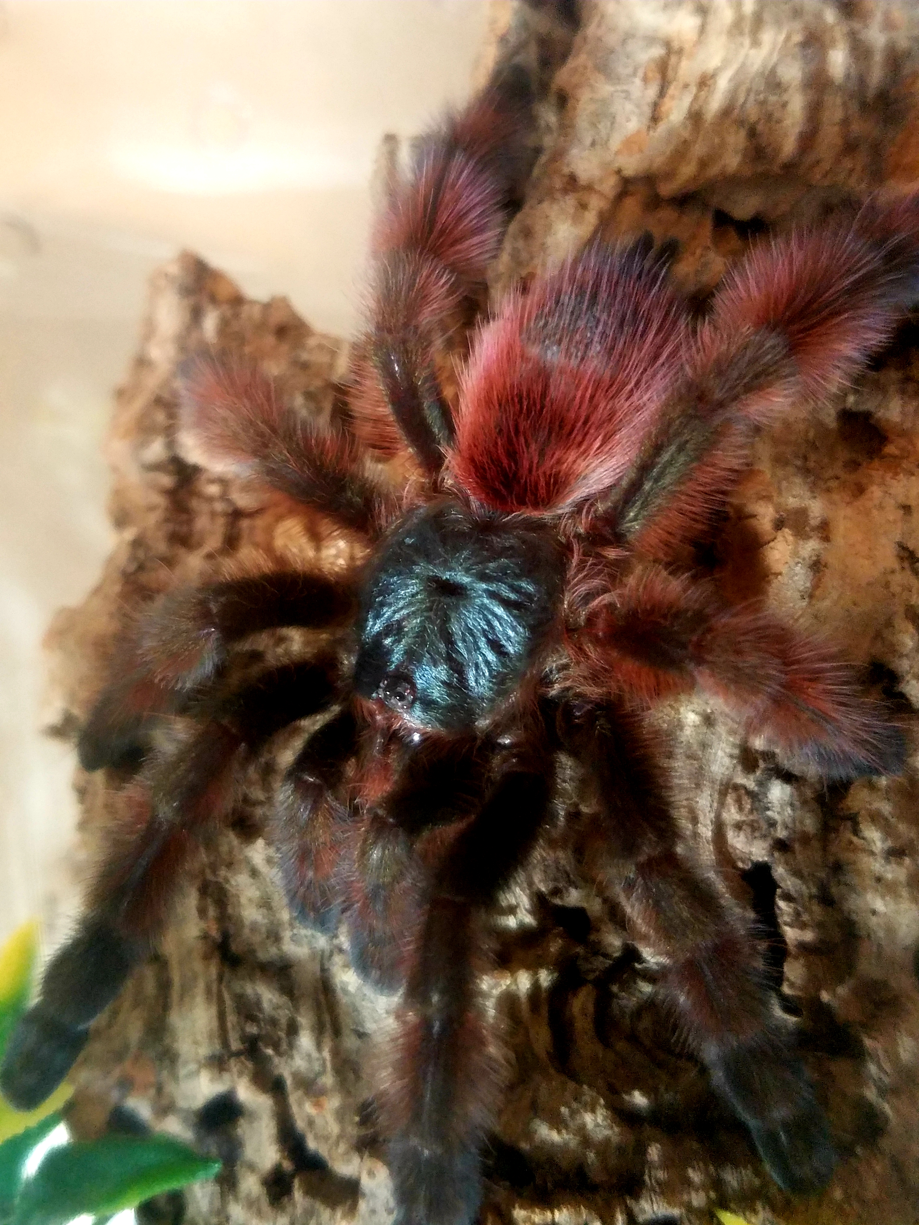 C. Versicolor | Tarantula Forum
