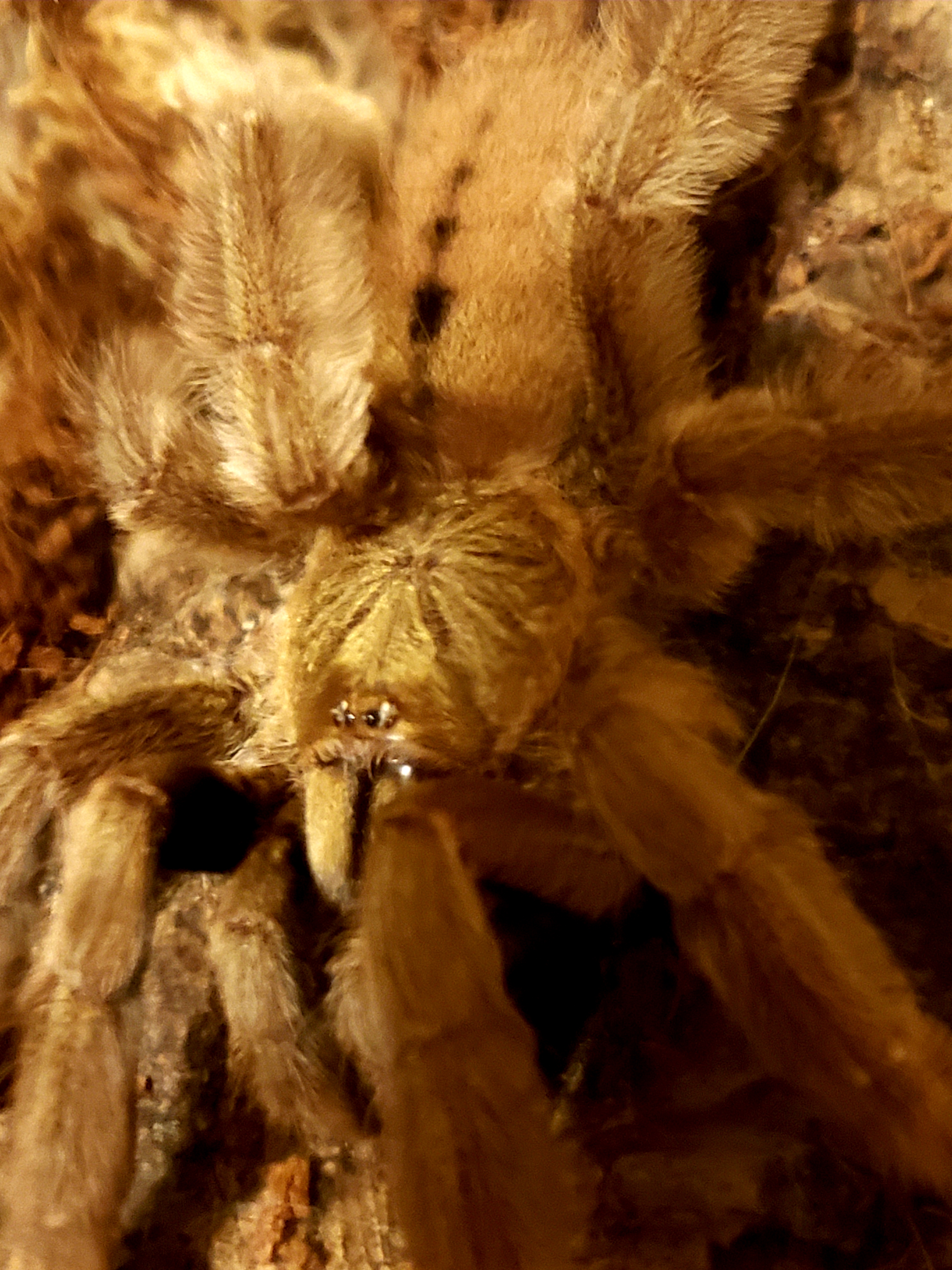 Cambridgei | Tarantula Forum