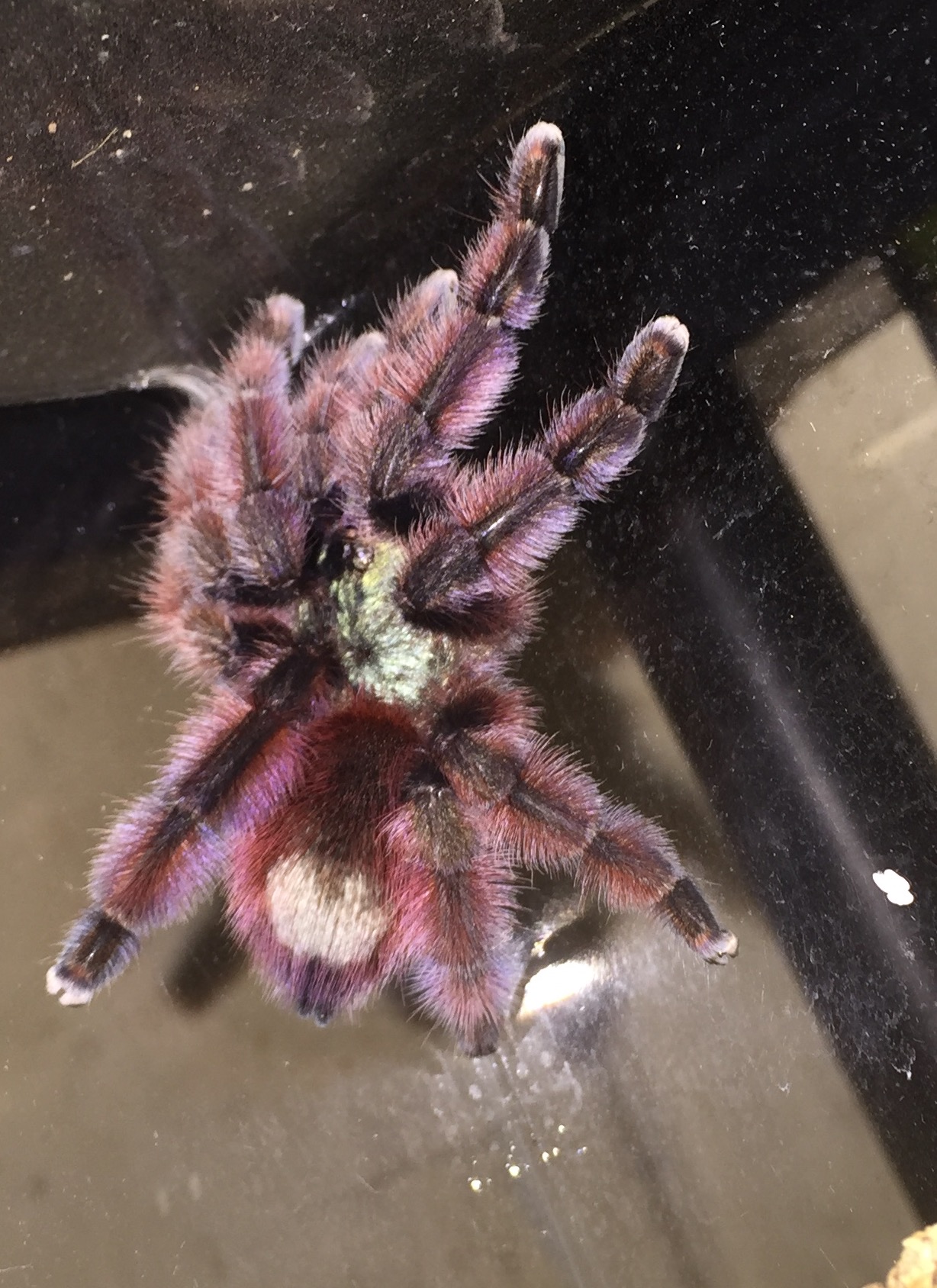 Caribena versicolor | Tarantula Forum