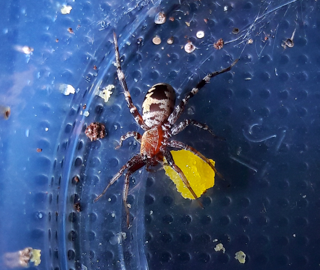 Castianeira azteca 'Aztec ground sac spider' | Tarantula Forum