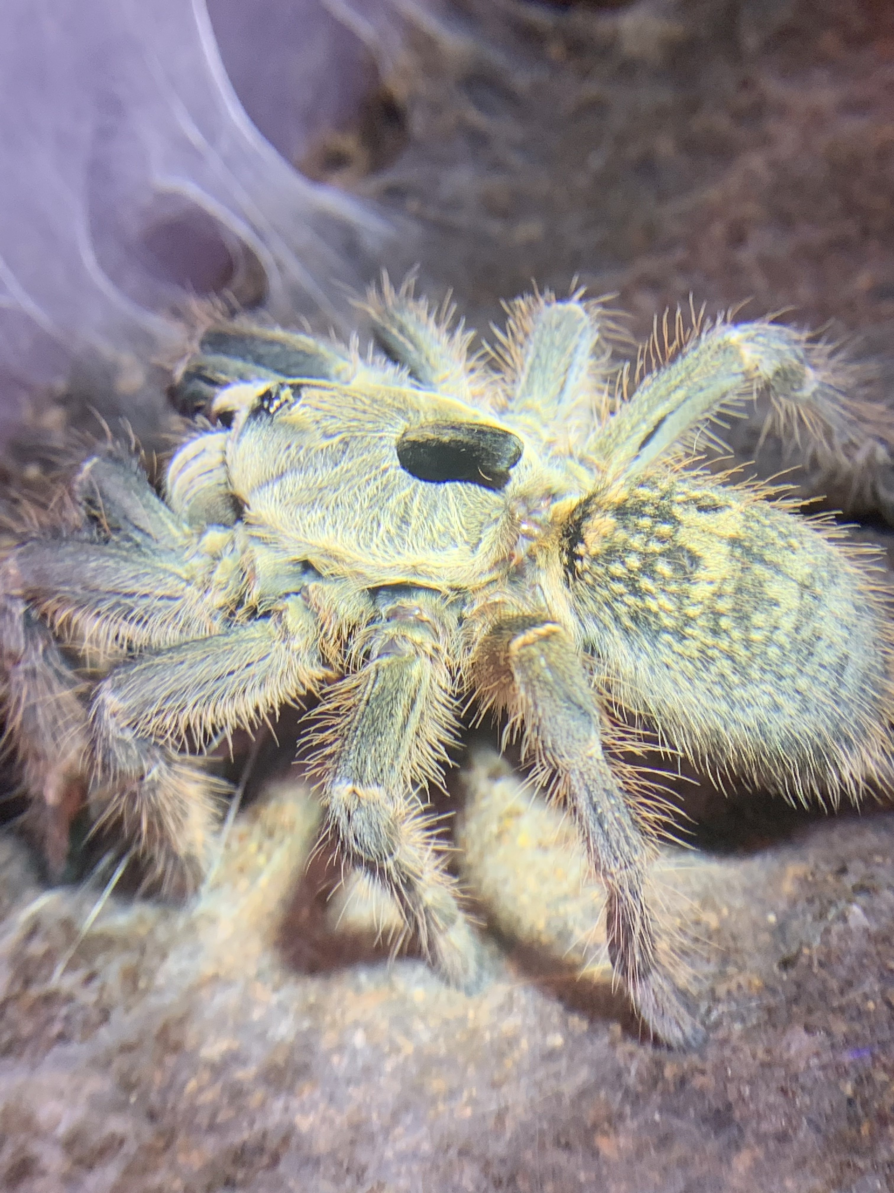 Ceratogyrus darlingi | Tarantula Forum