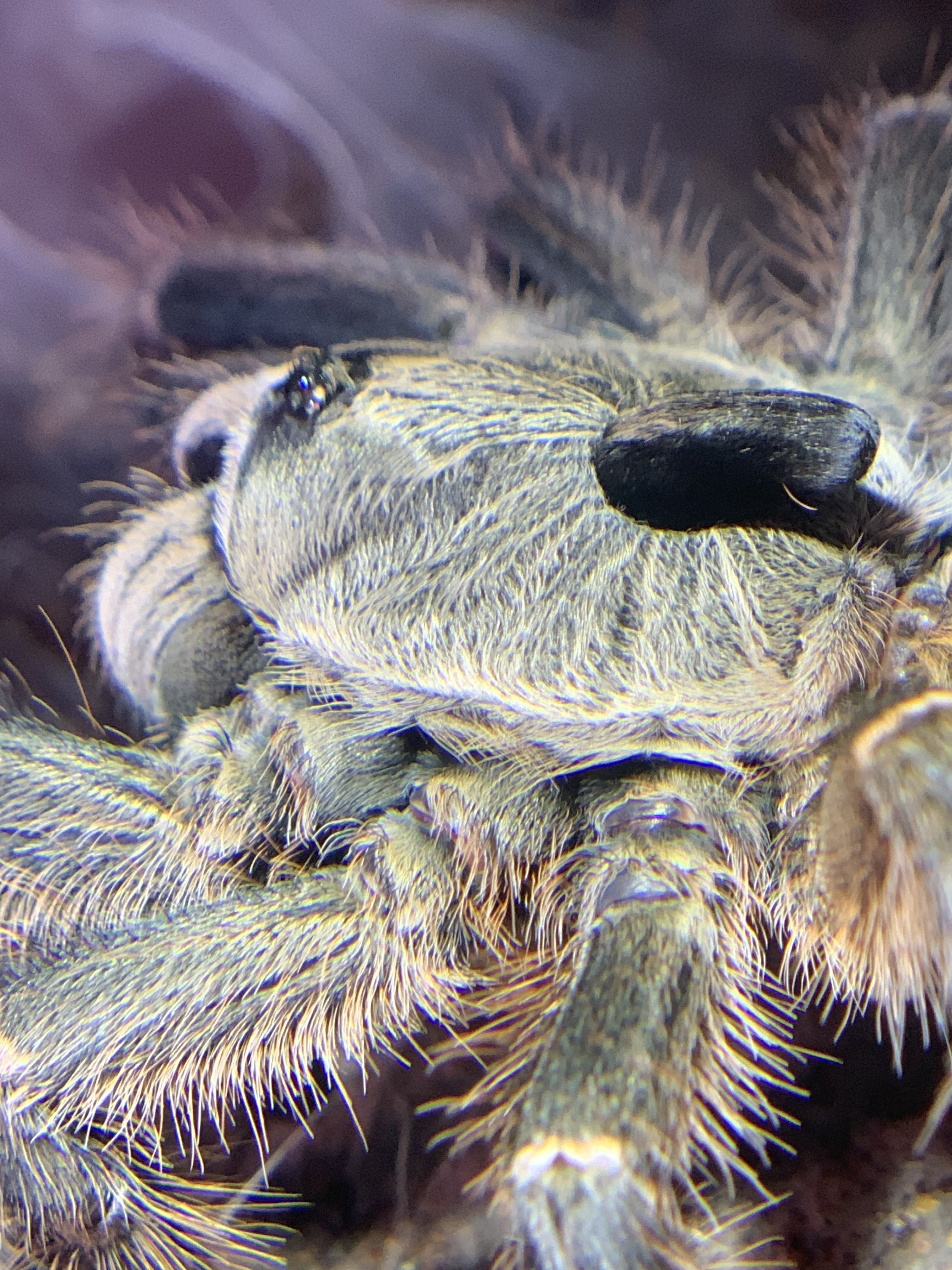 Ceratogyrus darlingi | Tarantula Forum